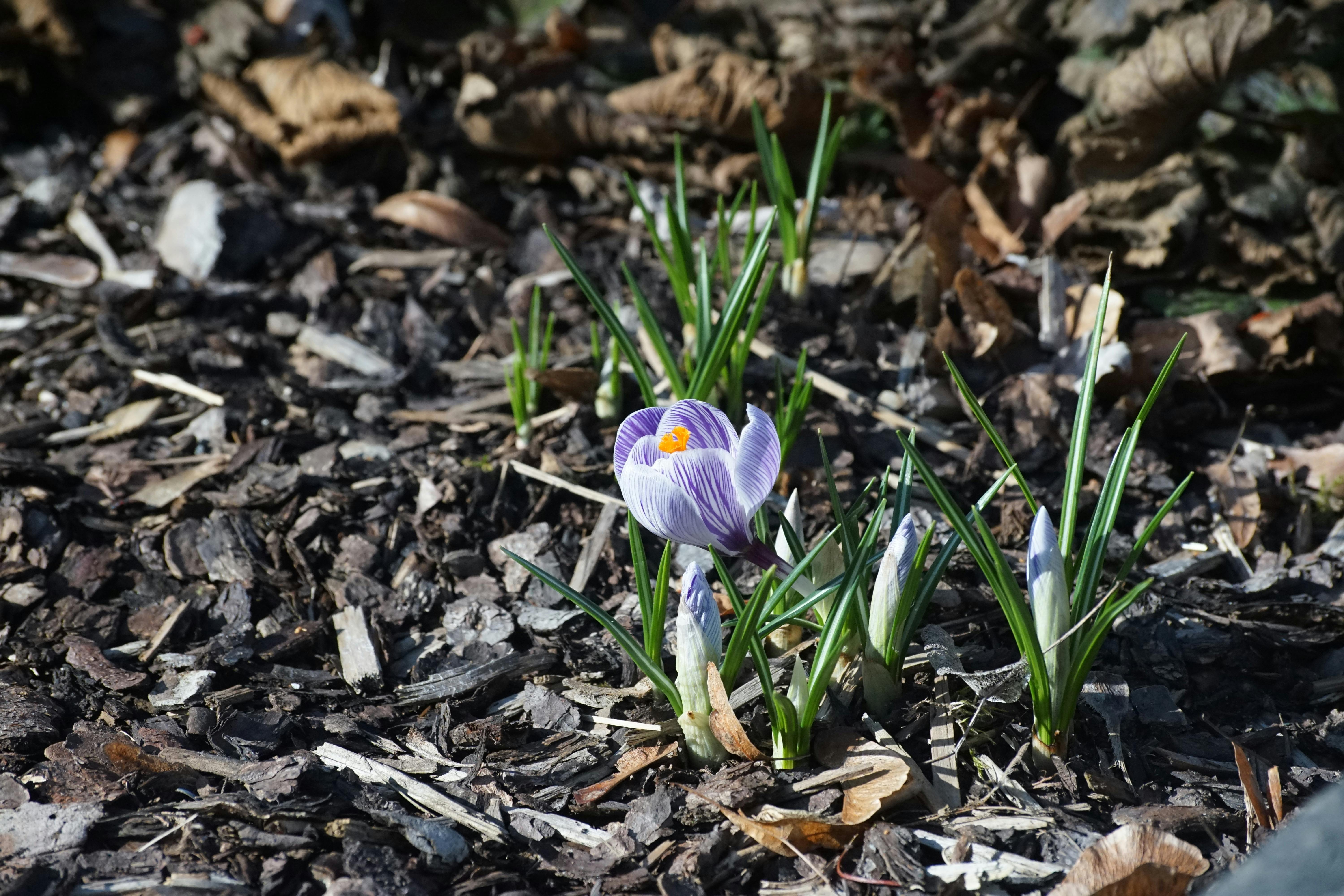 A single purple crocus is growing in the ground · Free Stock Photo