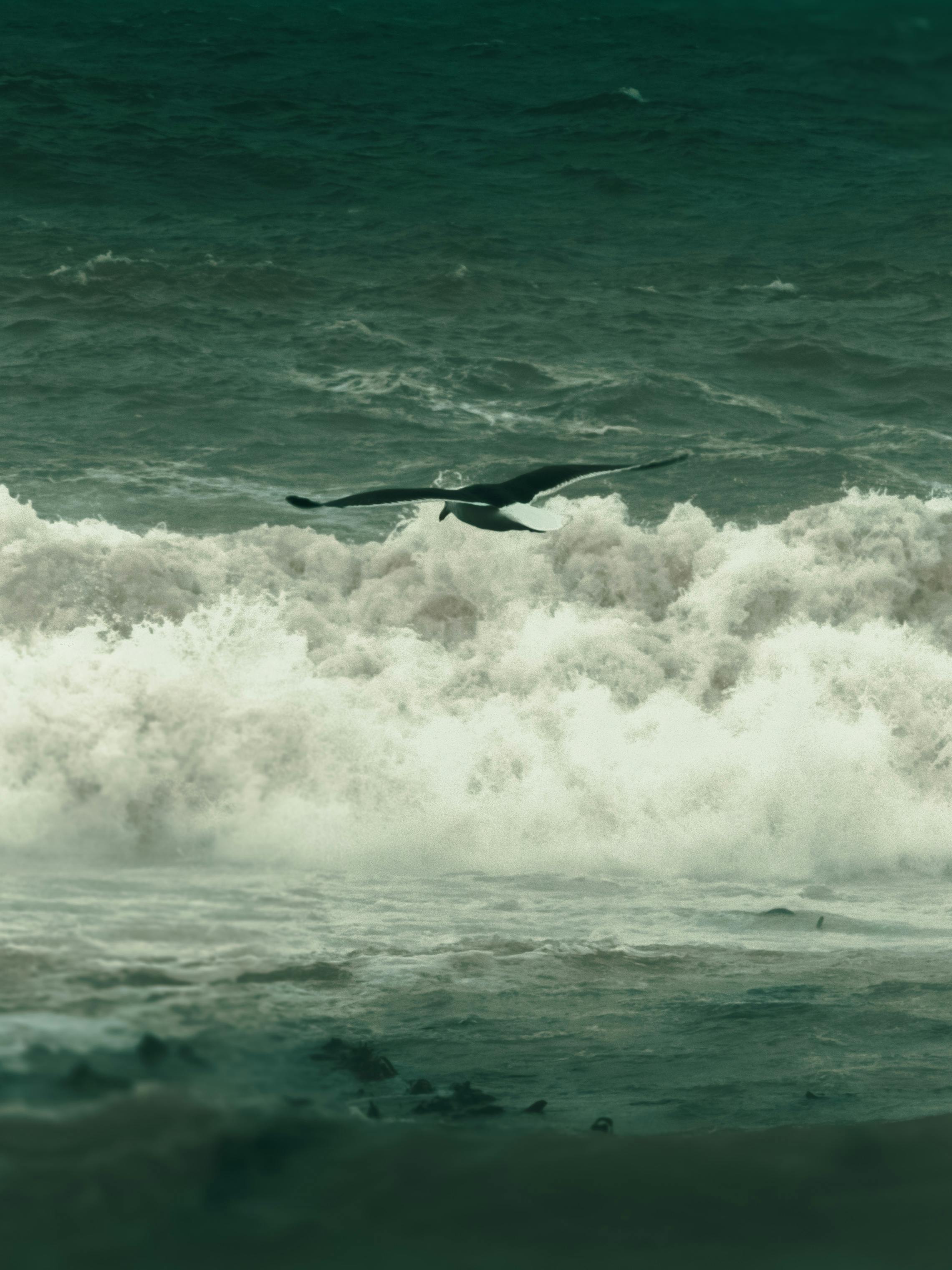 Seagull Hunting · Free Stock Photo
