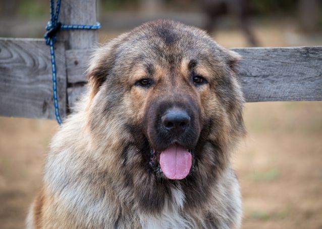 Discover the Indian Mastiff Dog: Origins, Traits, and Care
