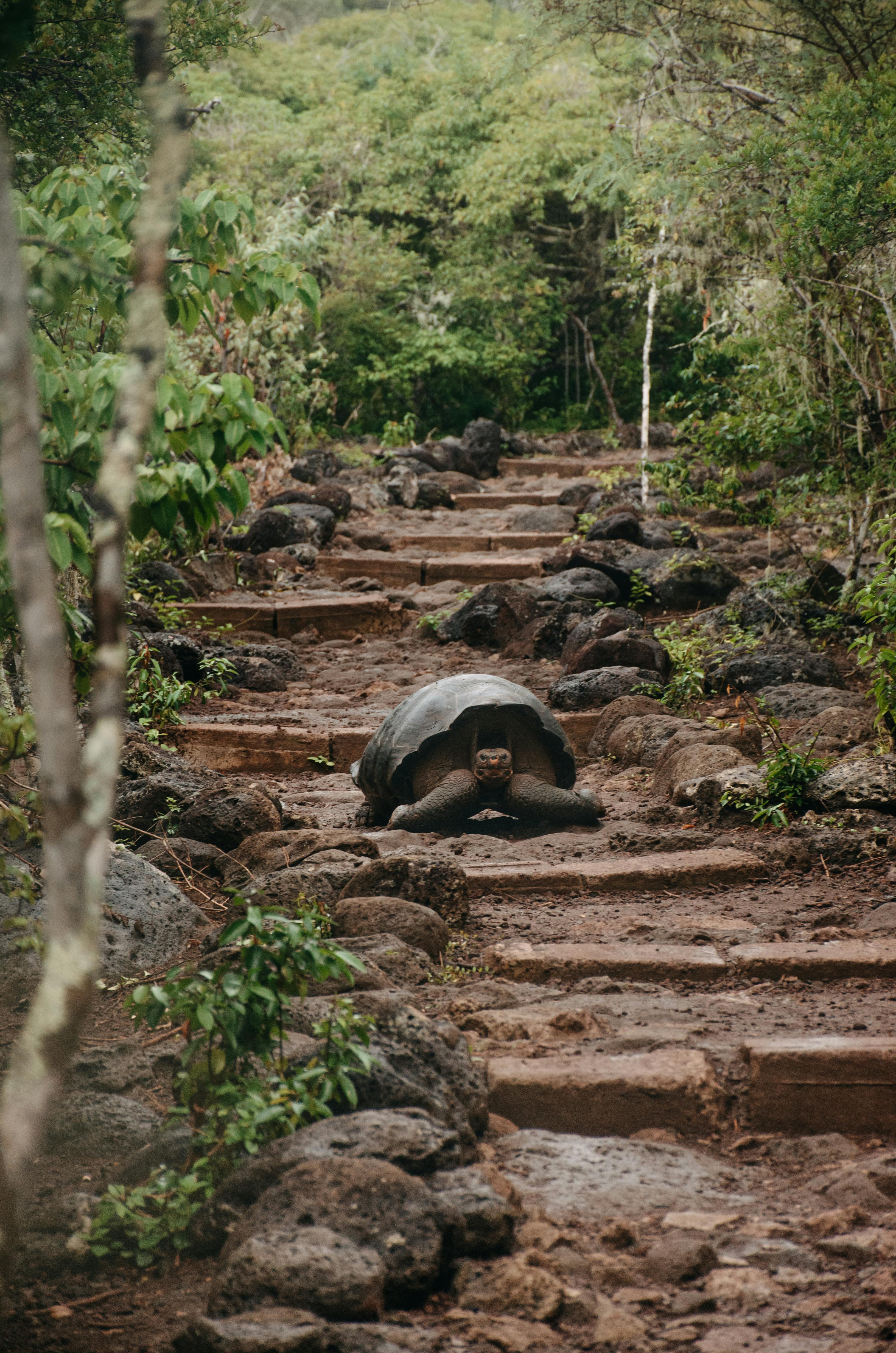 A turtle is walking down a set of stairs · Free Stock Photo