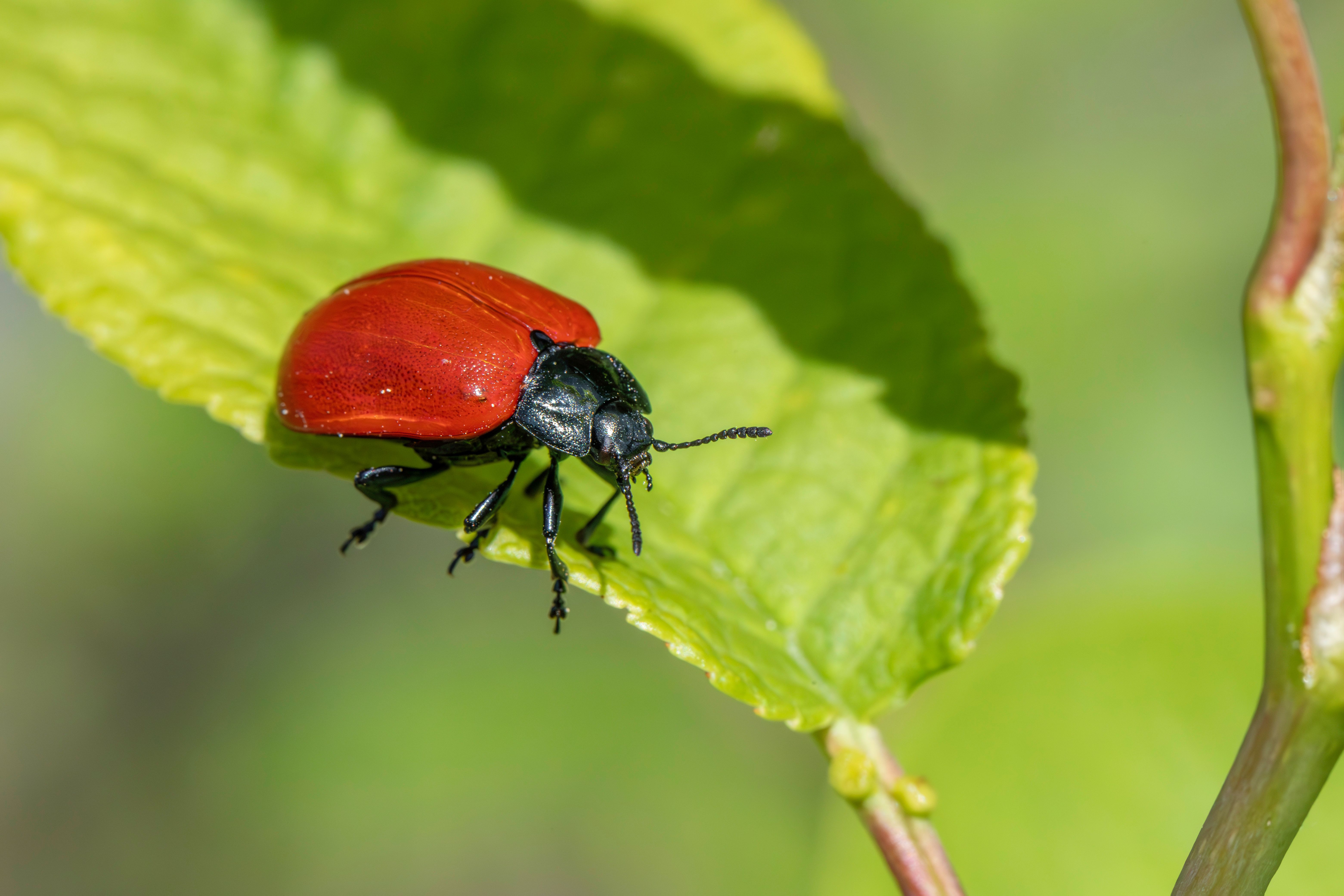 A red and black beetle sitting on a leaf · Free Stock Photo