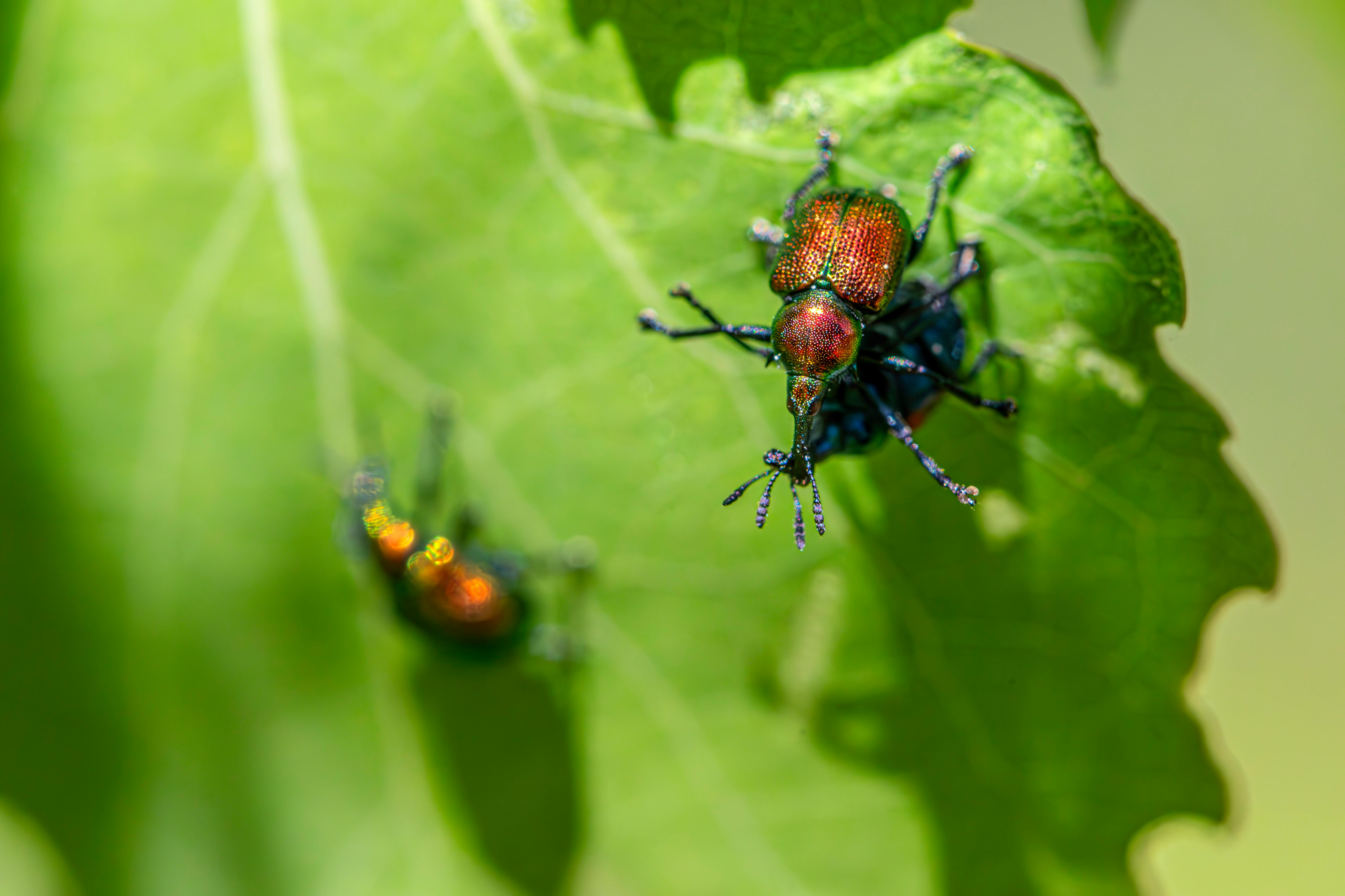 Two bugs are sitting on a green leaf · Free Stock Photo