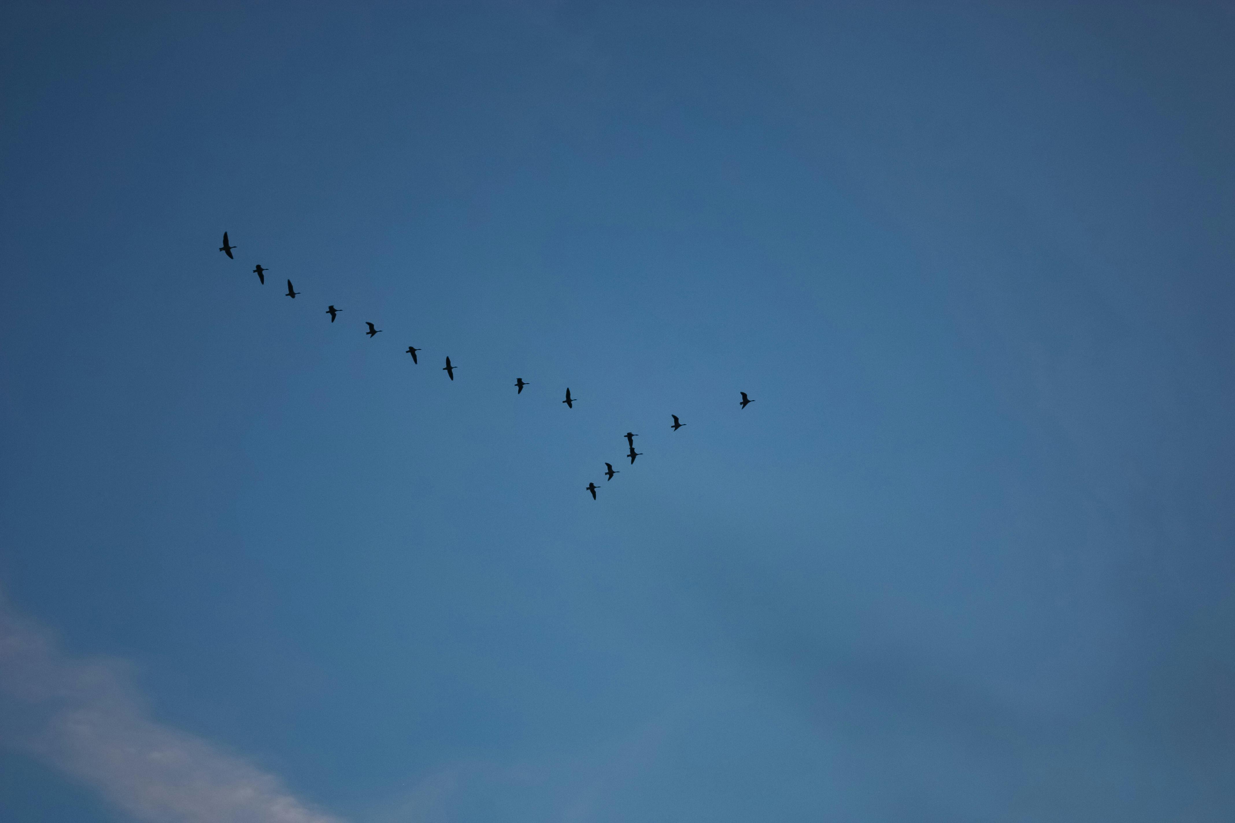 Photography of Three Flying Birds · Free Stock Photo