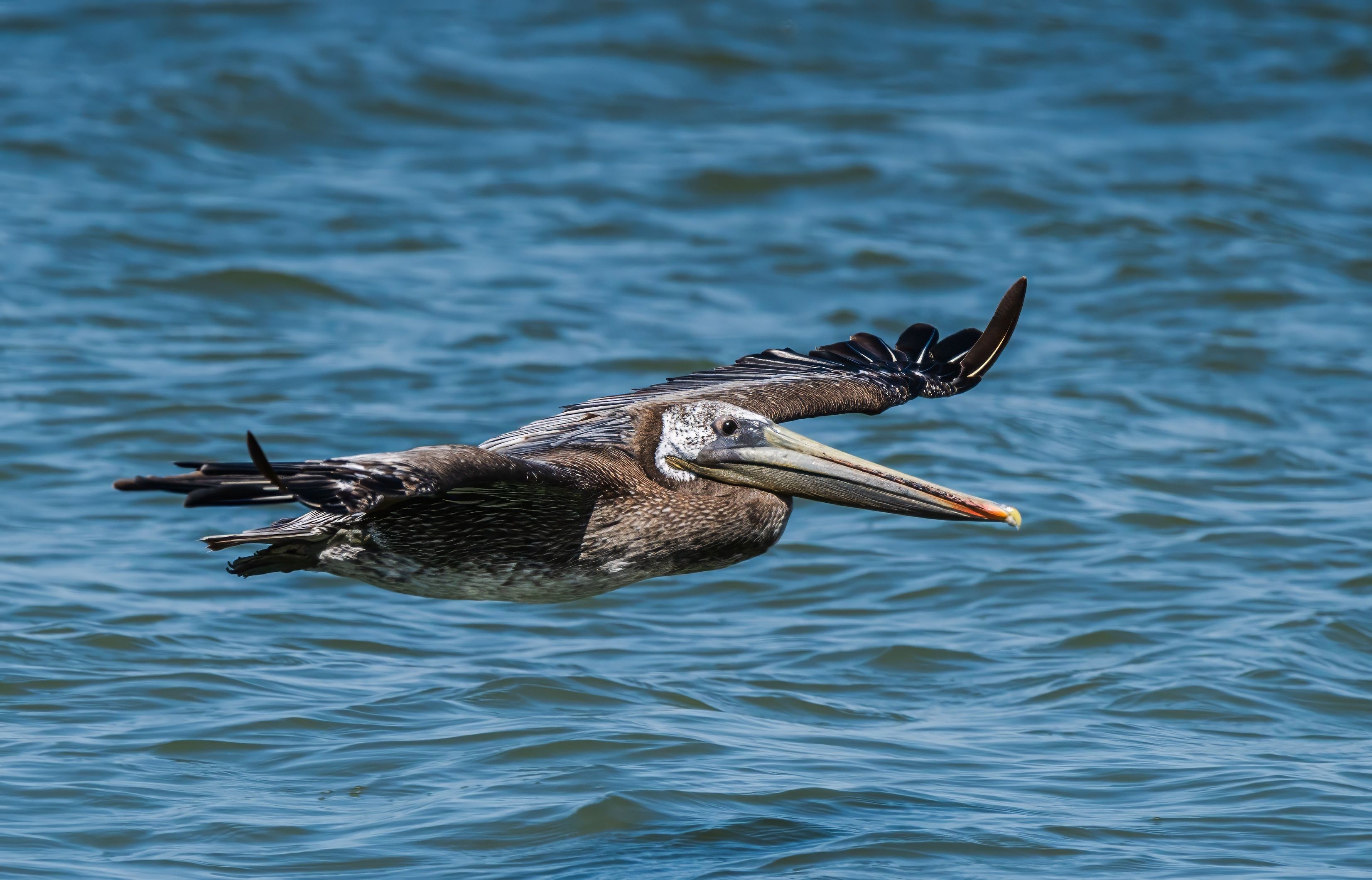 Pelican Diving Photos, Download The BEST Free Pelican Diving Stock ...