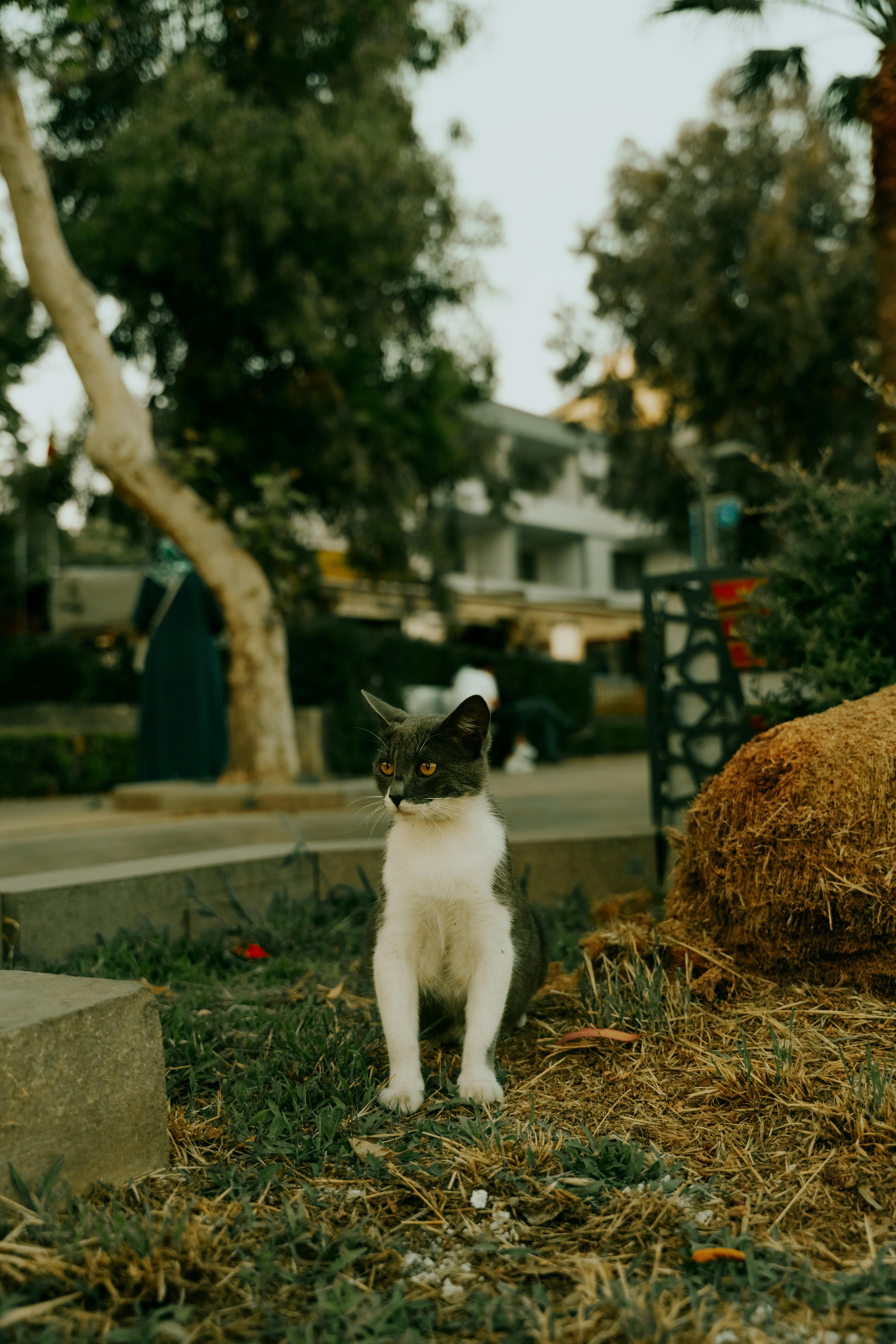 A cat is standing on the ground near some trees · Free Stock Photo