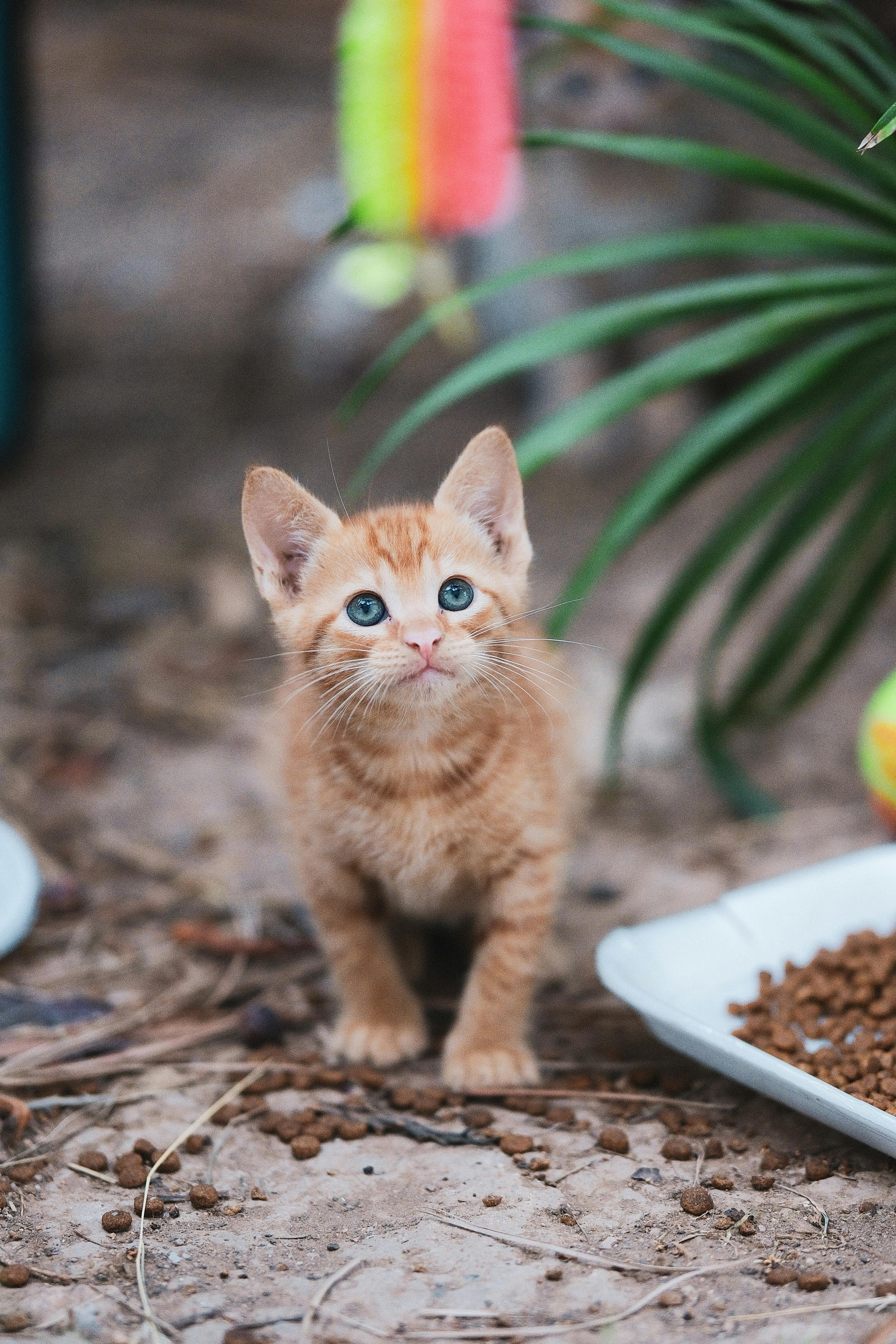 Kitten Eating Photos, Download The BEST Free Kitten Eating Stock Photos ...