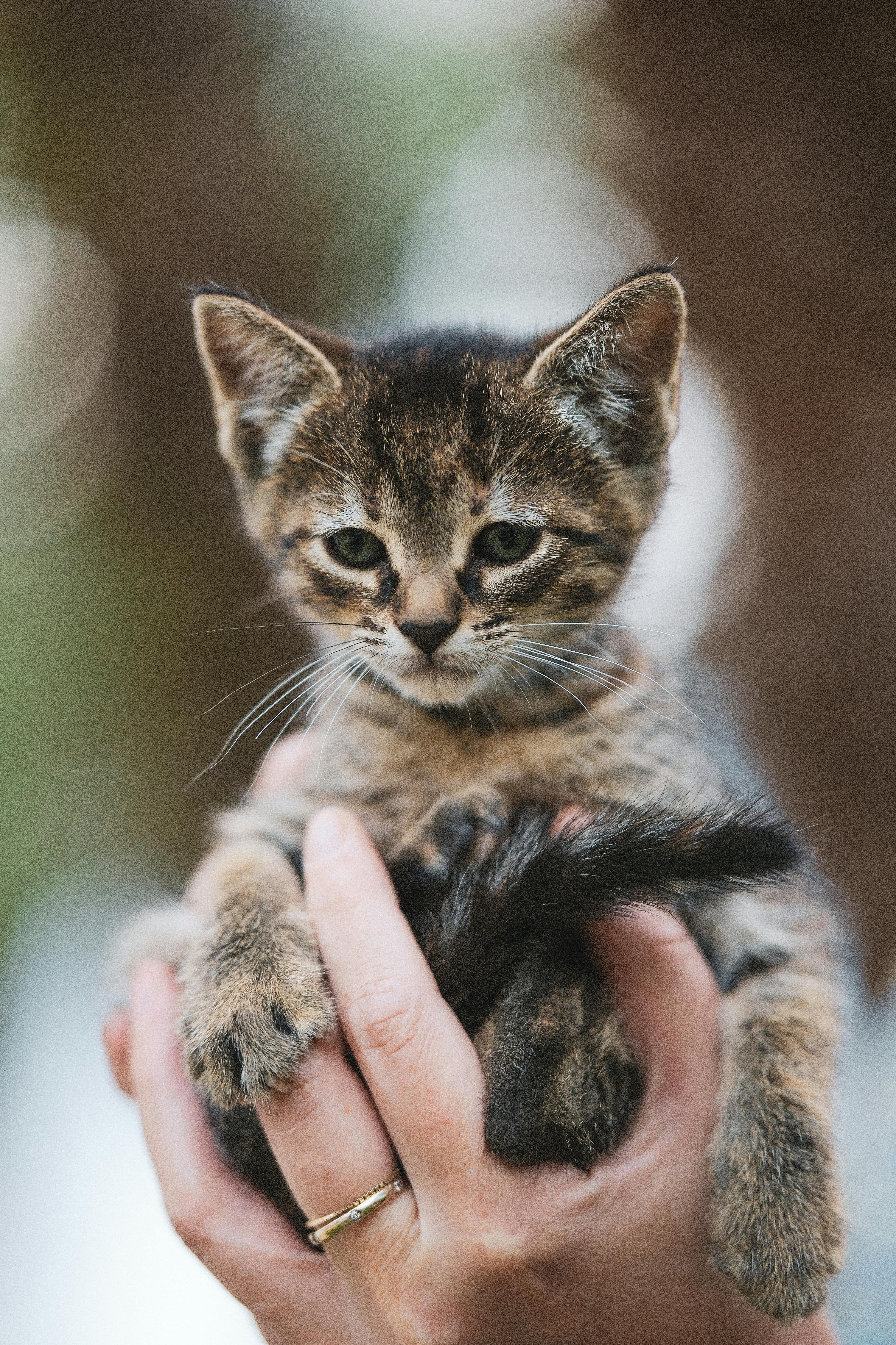 Hands Holding a Kitten · Free Stock Photo