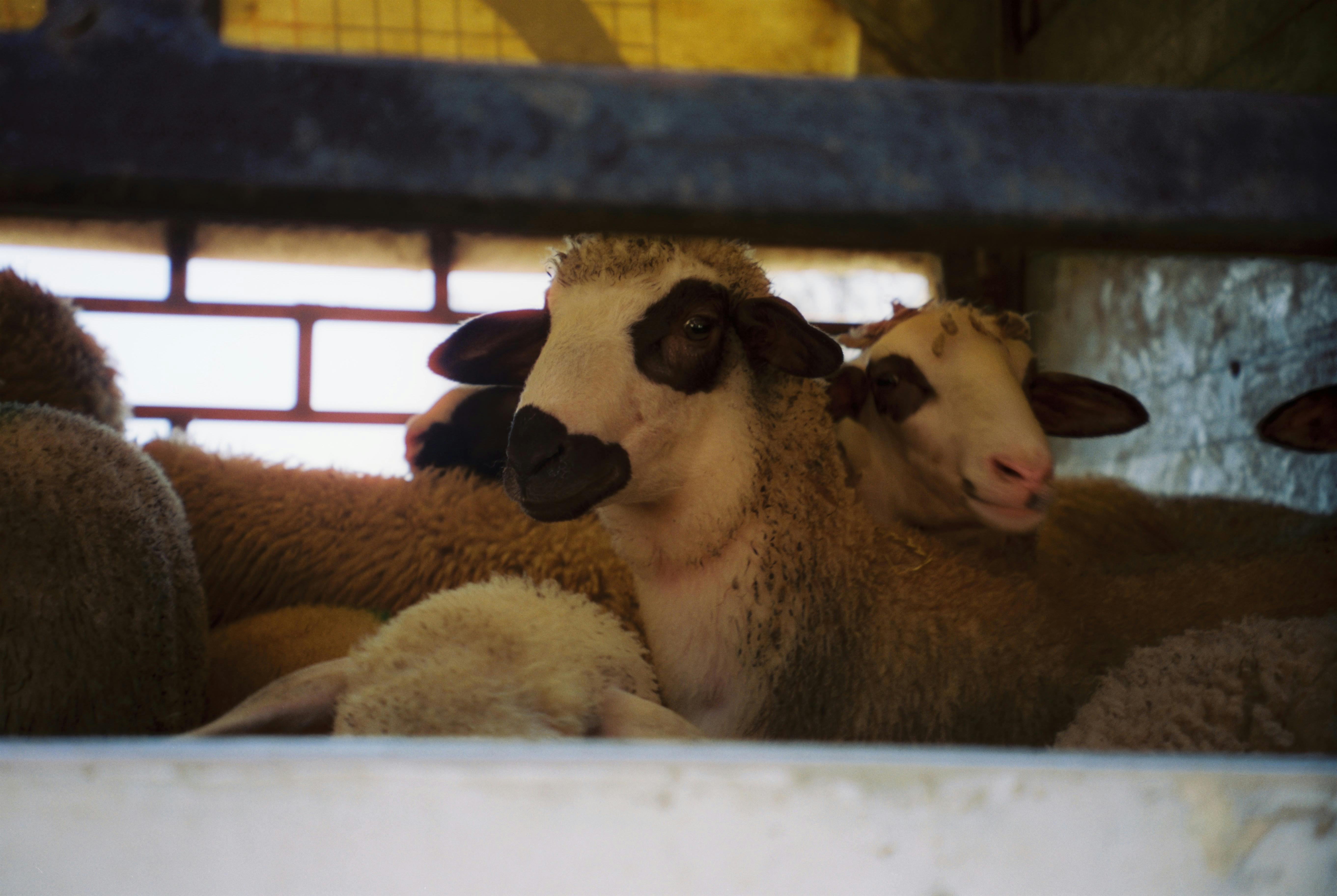 Sheep Face Photos, Download The BEST Free Sheep Face Stock Photos & HD ...