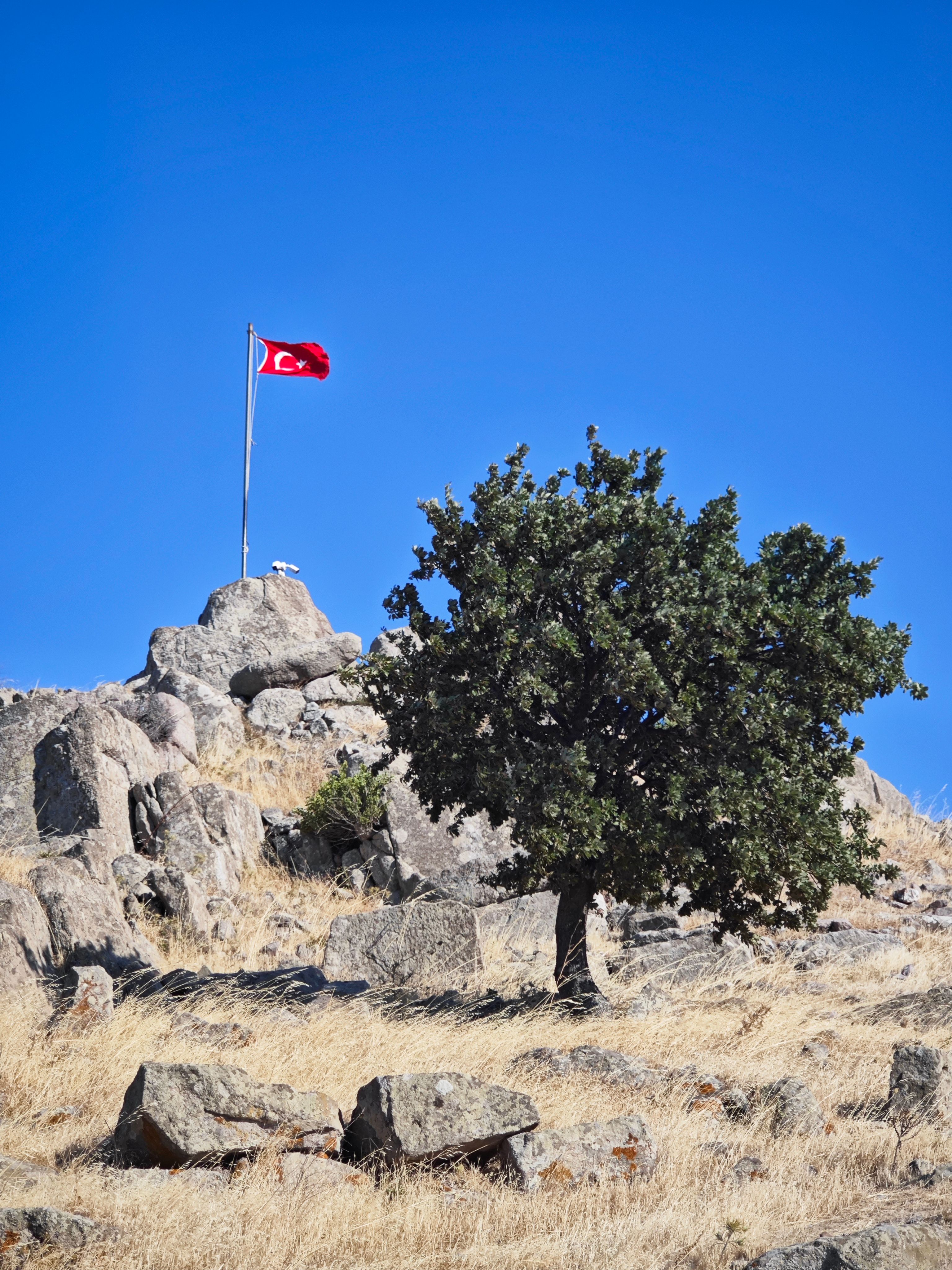 A lone tree stands on a rocky hill with a turkish flag · Free Stock Photo