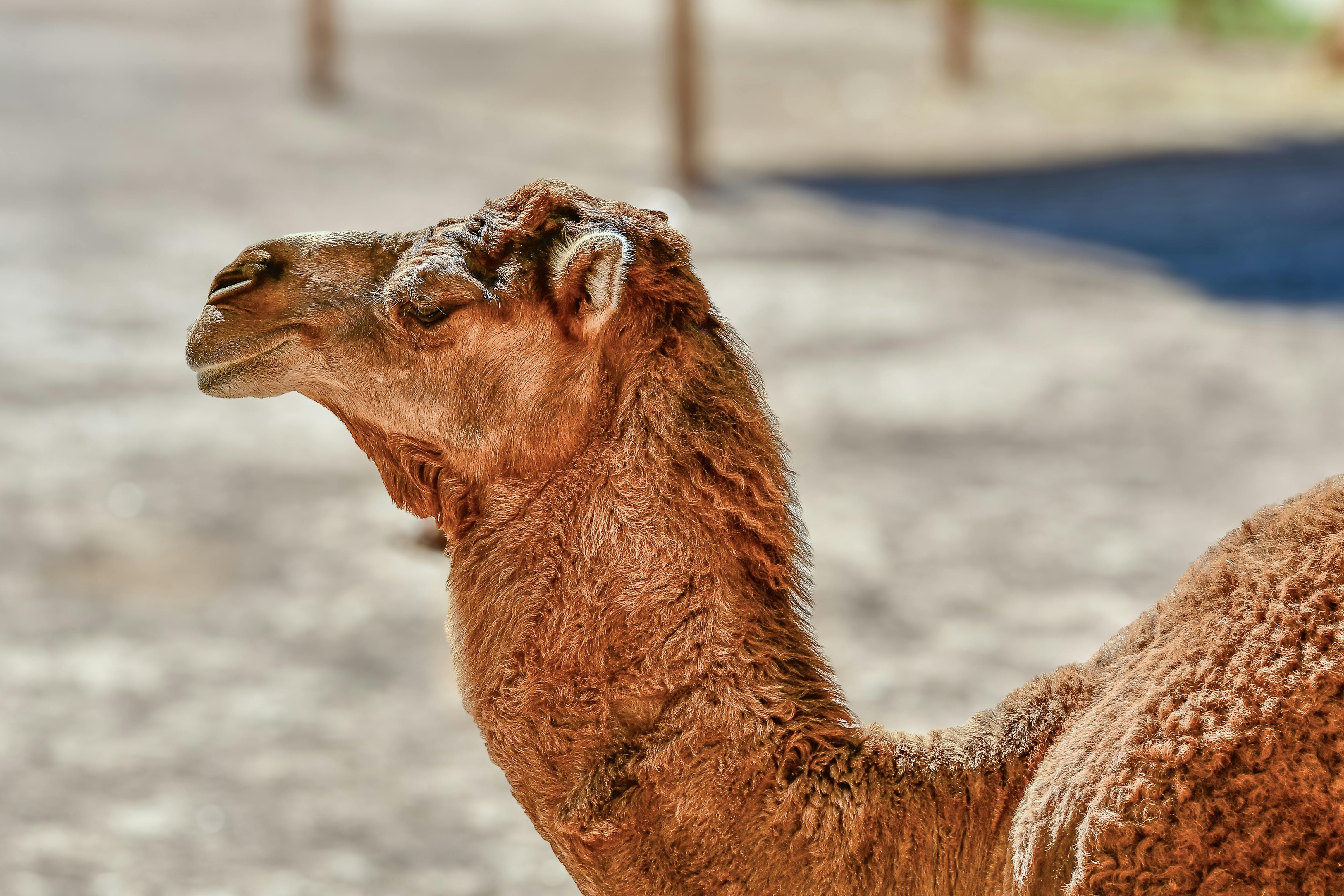 Close Up Photo of Gray Camel · Free Stock Photo