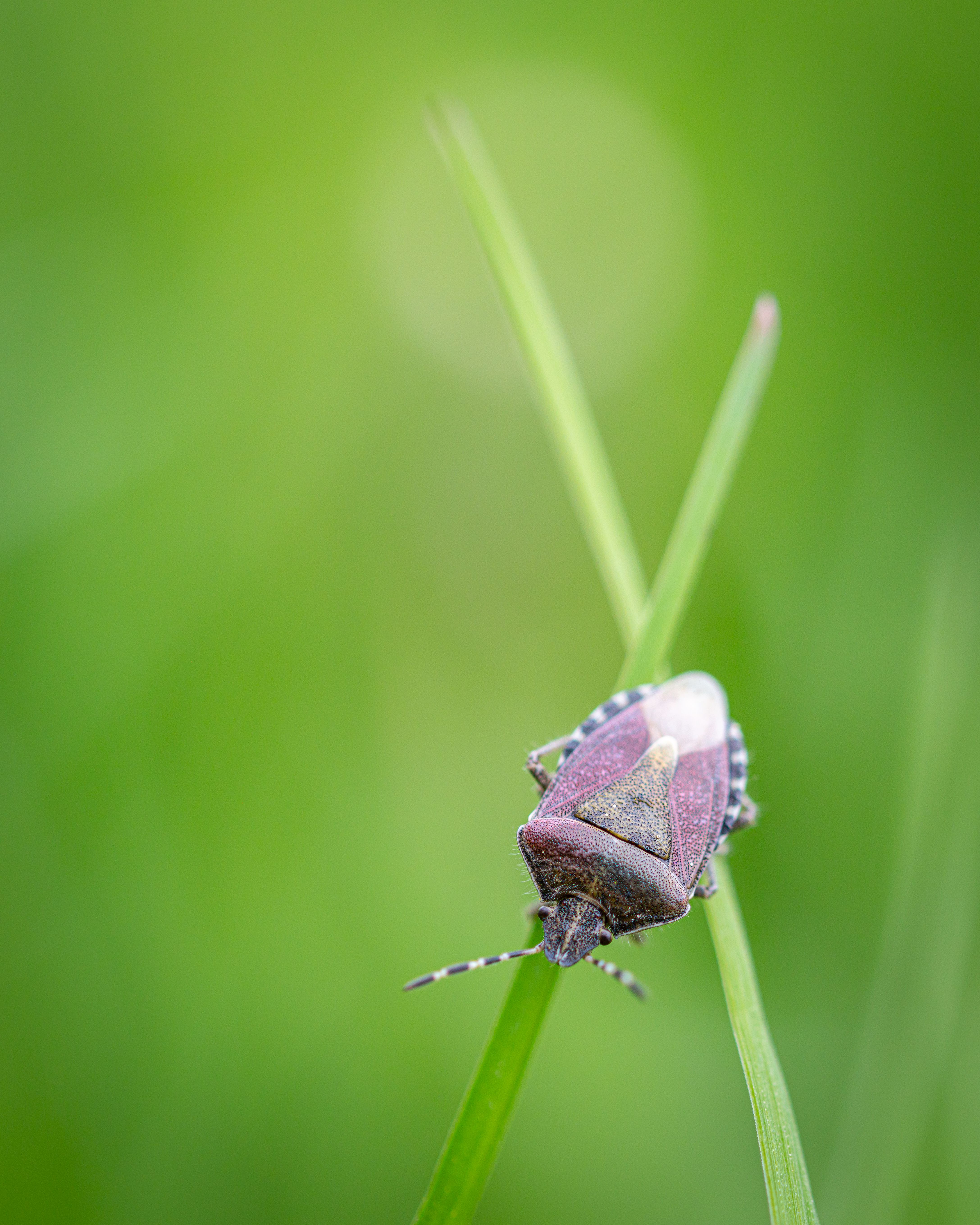 A bug is sitting on top of a green grass · Free Stock Photo