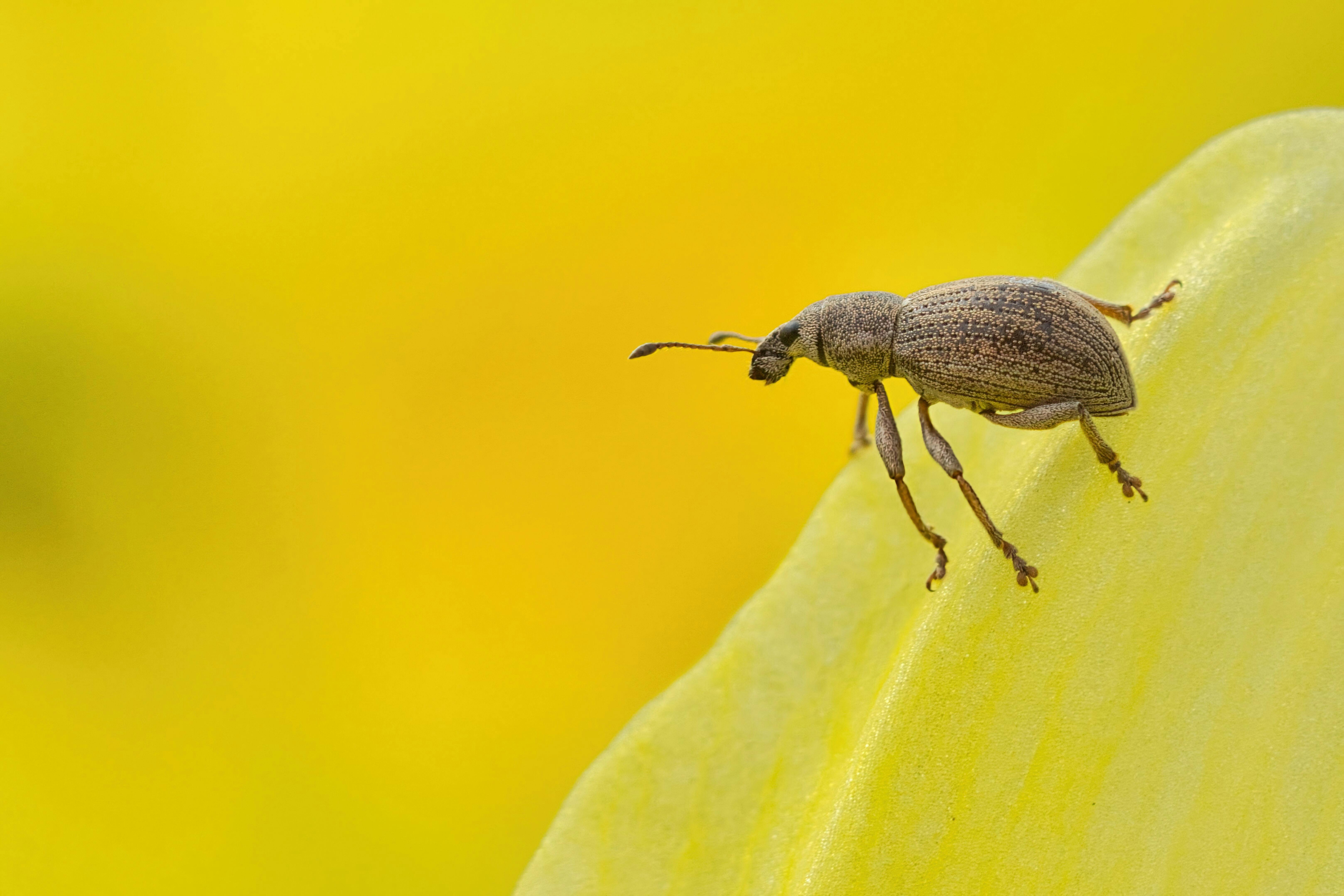 A small bug is standing on top of a yellow flower · Free Stock Photo