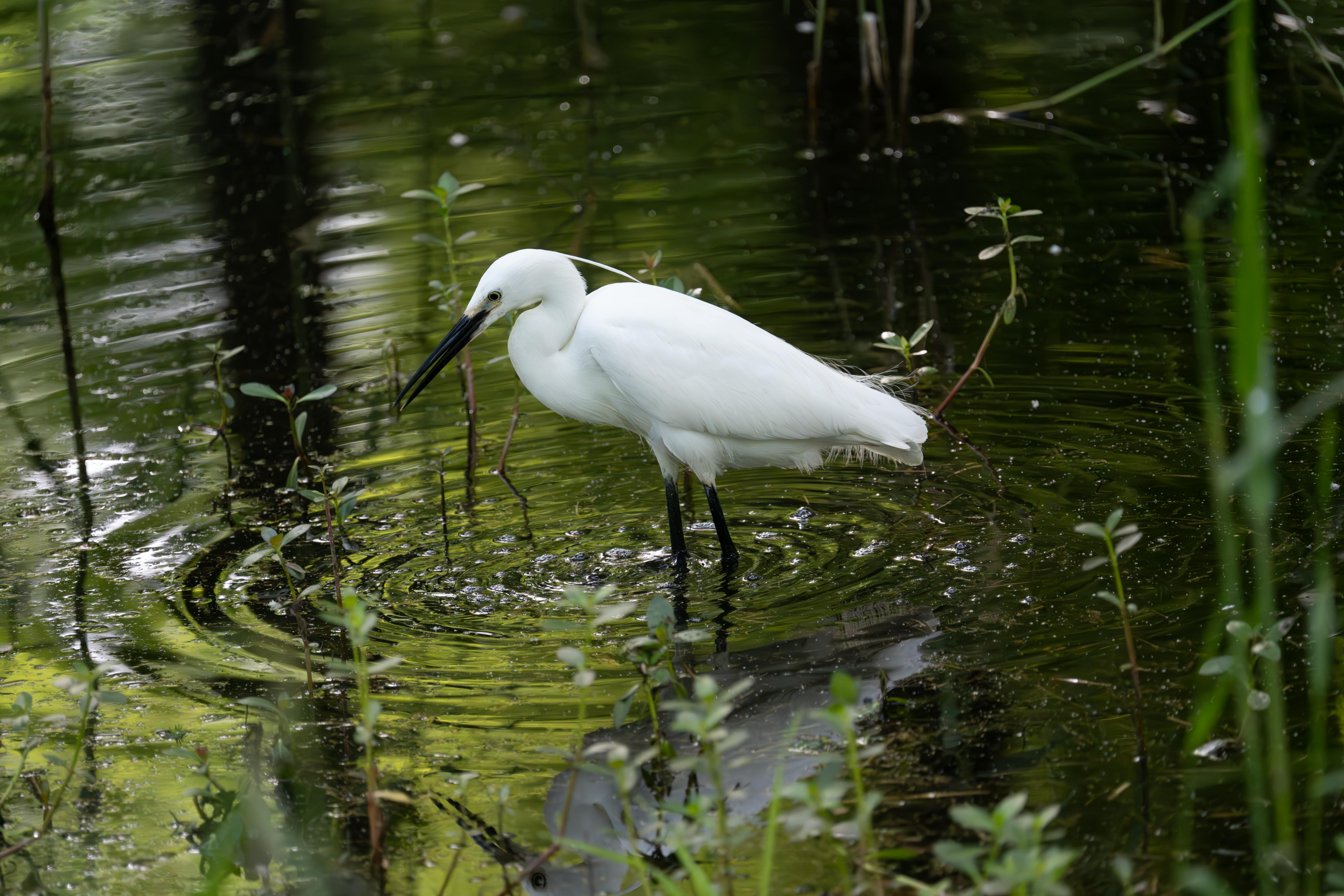 Lesser Egret Photos, Download The BEST Free Lesser Egret Stock Photos ...