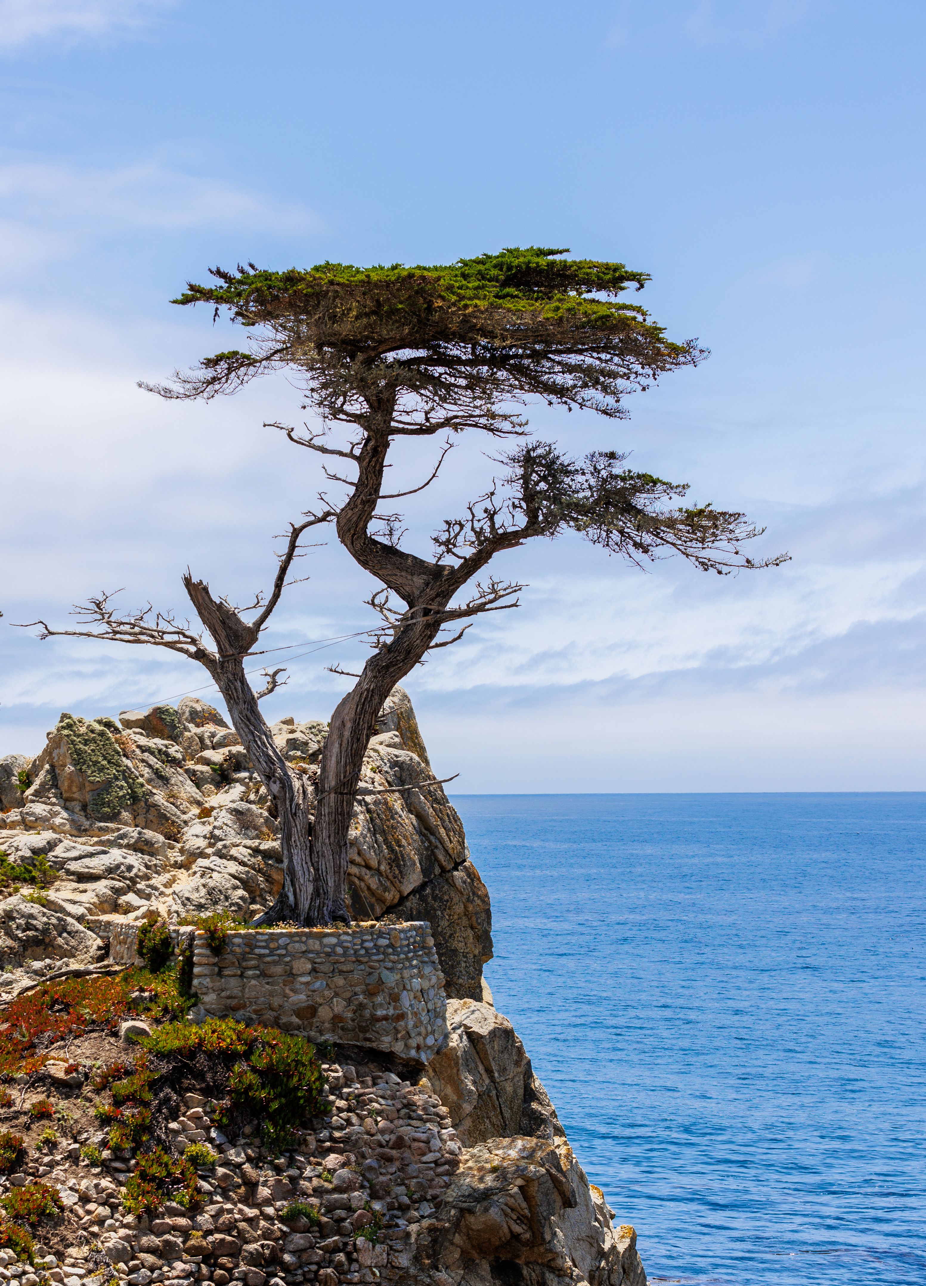 Lone Cypress · Free Stock Photo