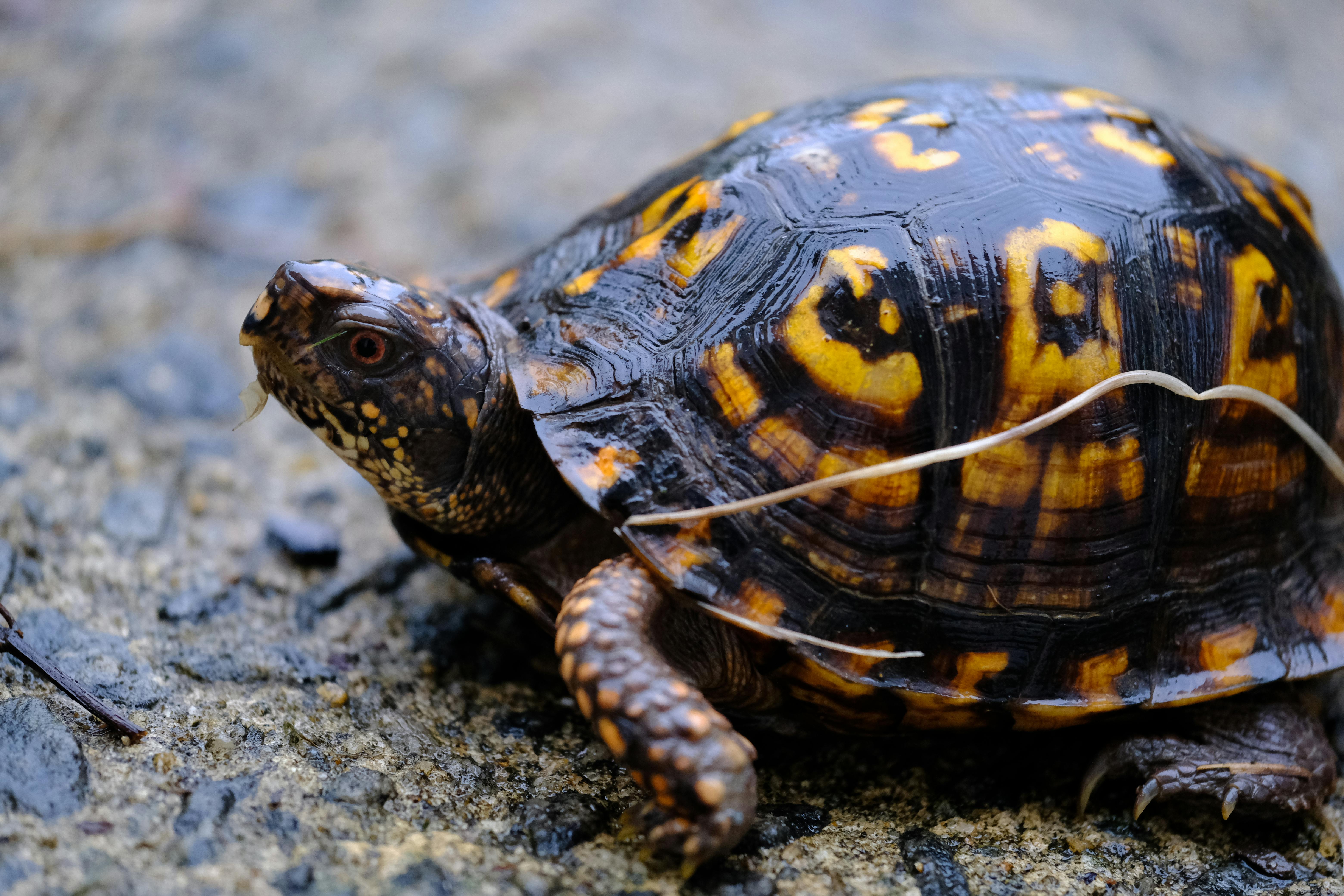 Runes Pattern Photos, Download The BEST Free Runes Pattern Stock Photos ...