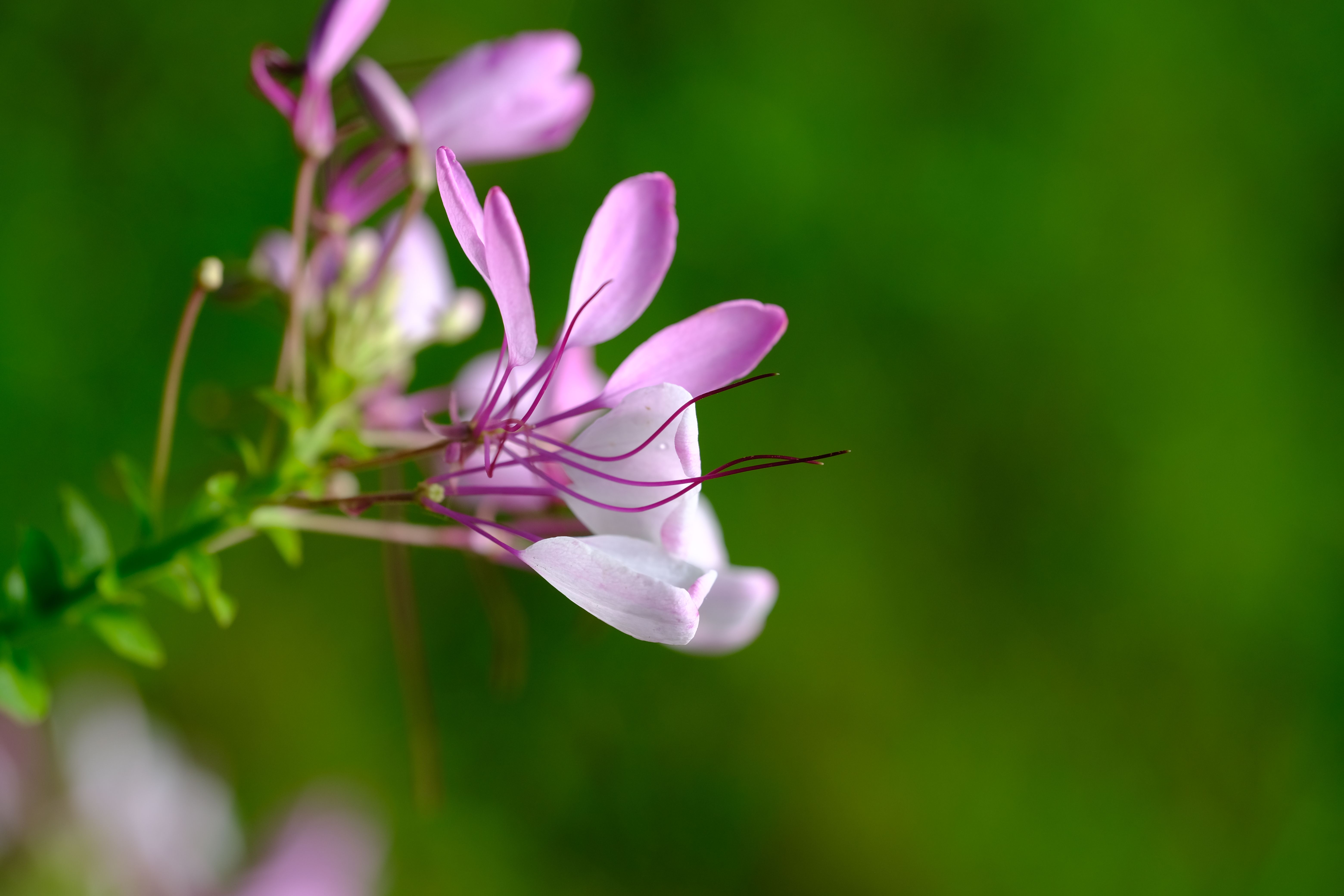 Close-up Photography of Flowers · Free Stock Photo