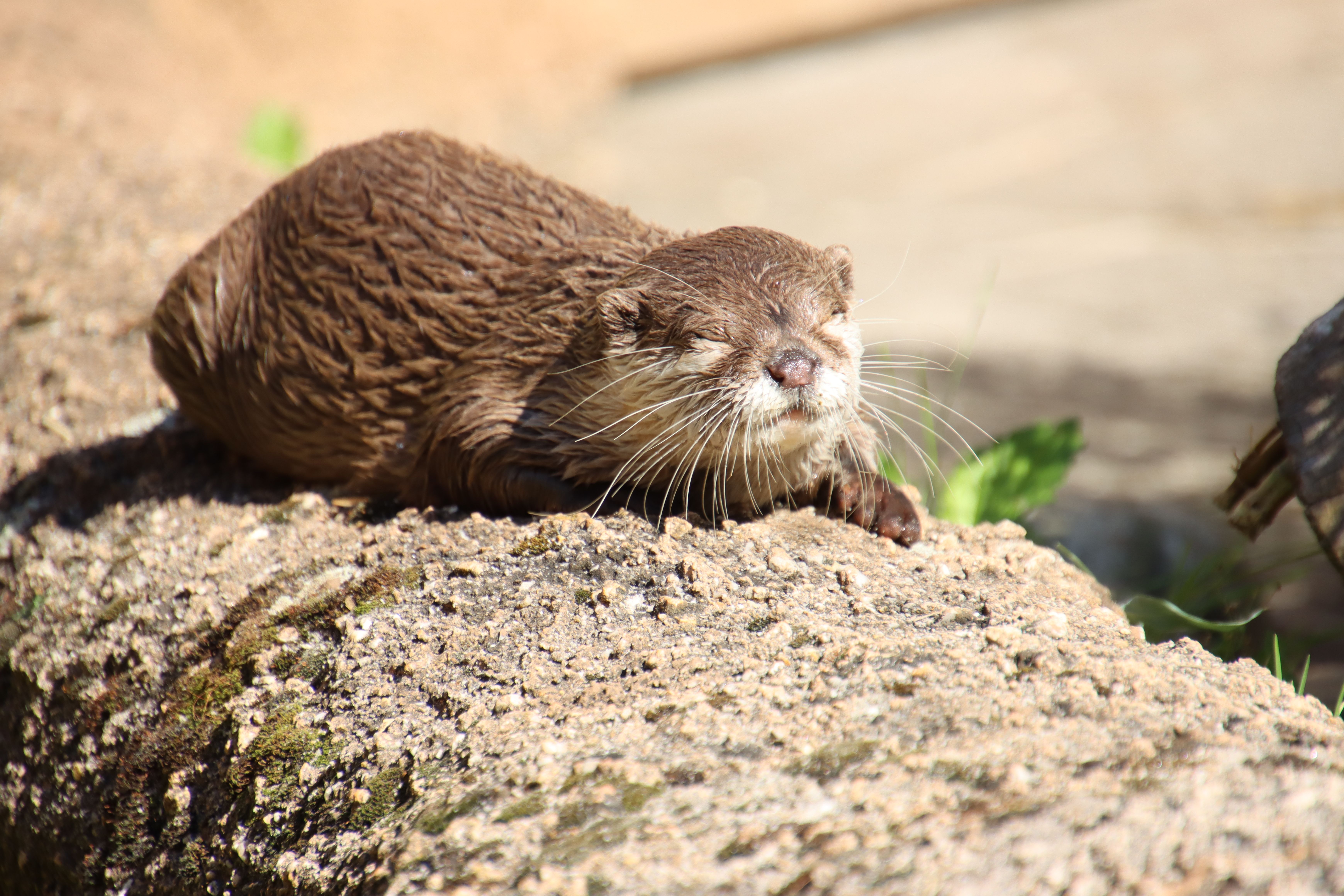 A small otter is laying on a rock · Free Stock Photo