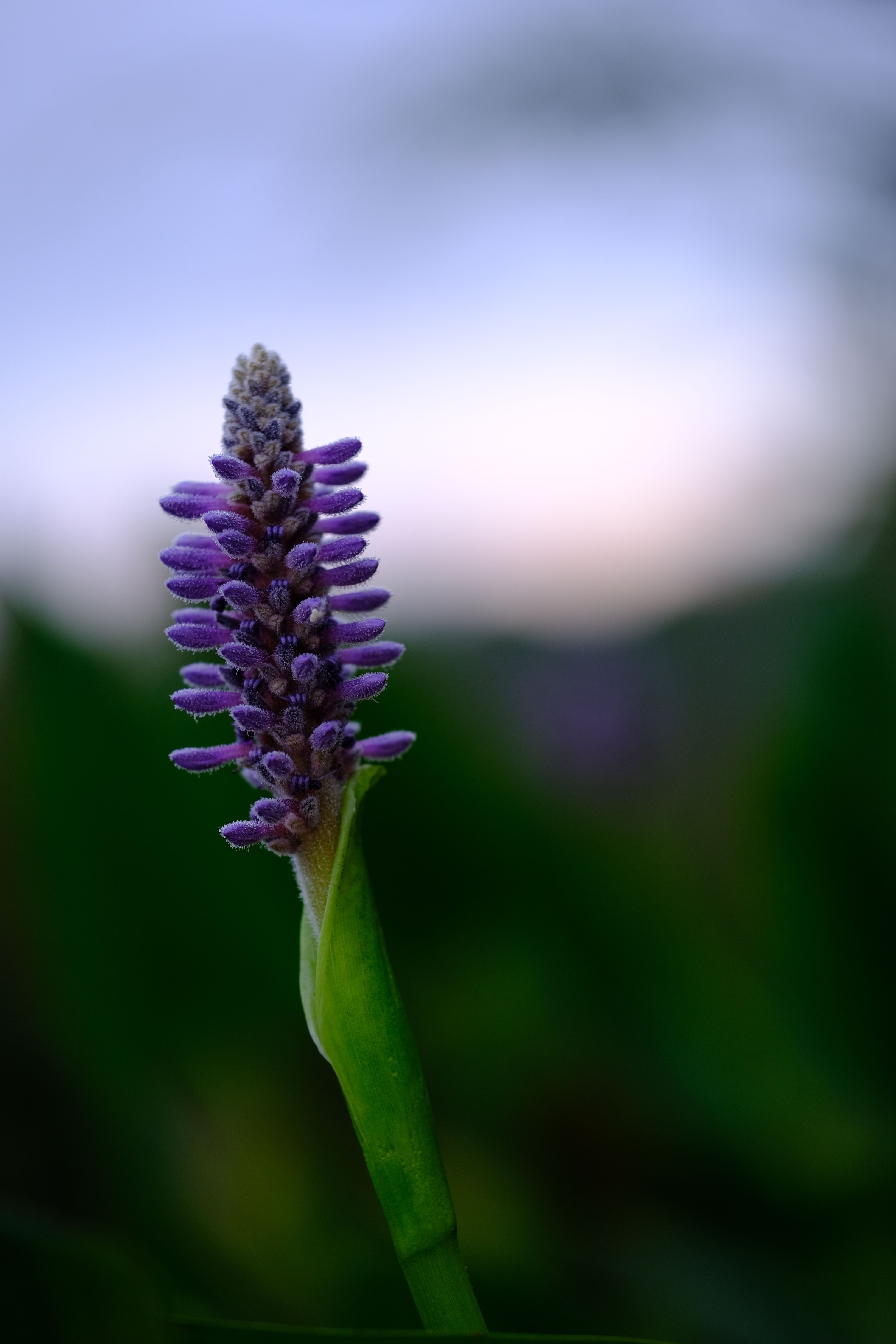 Pickerel Weed Photos, Download The BEST Free Pickerel Weed Stock Photos ...