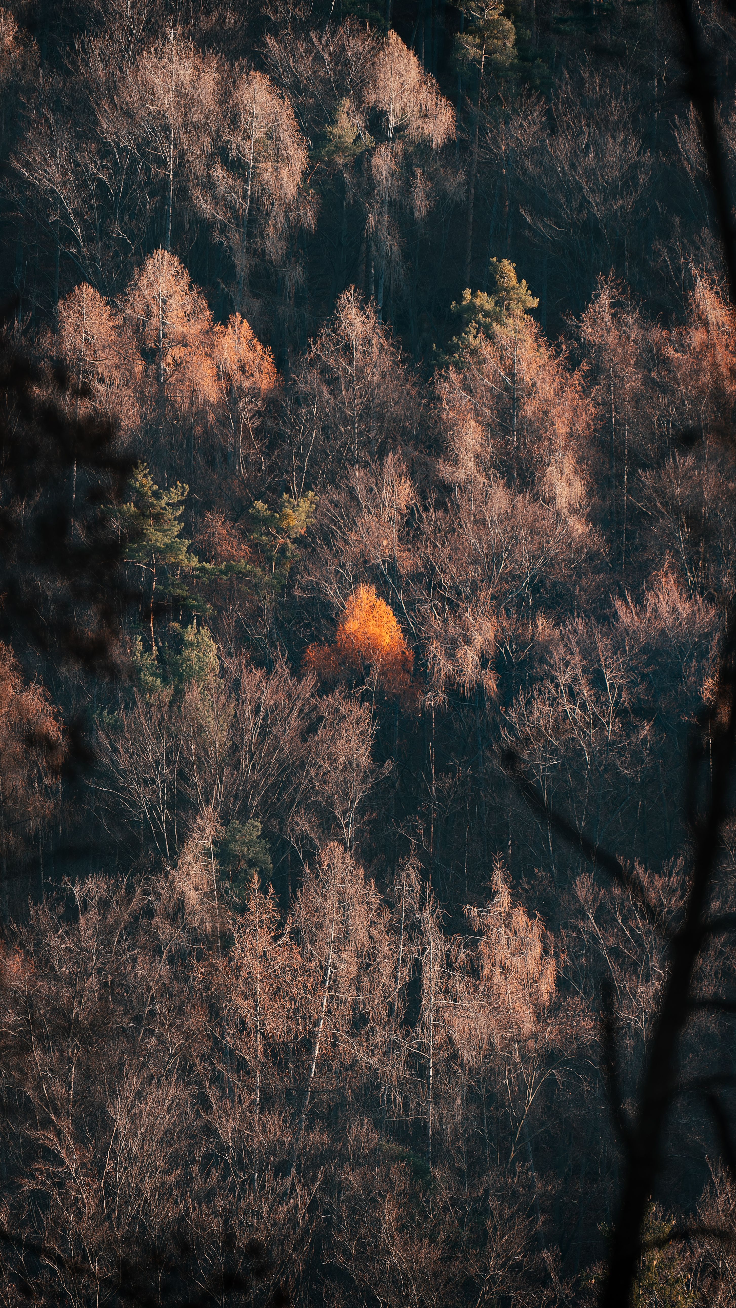 Autumnal Forest Glimpse · Free Stock Photo