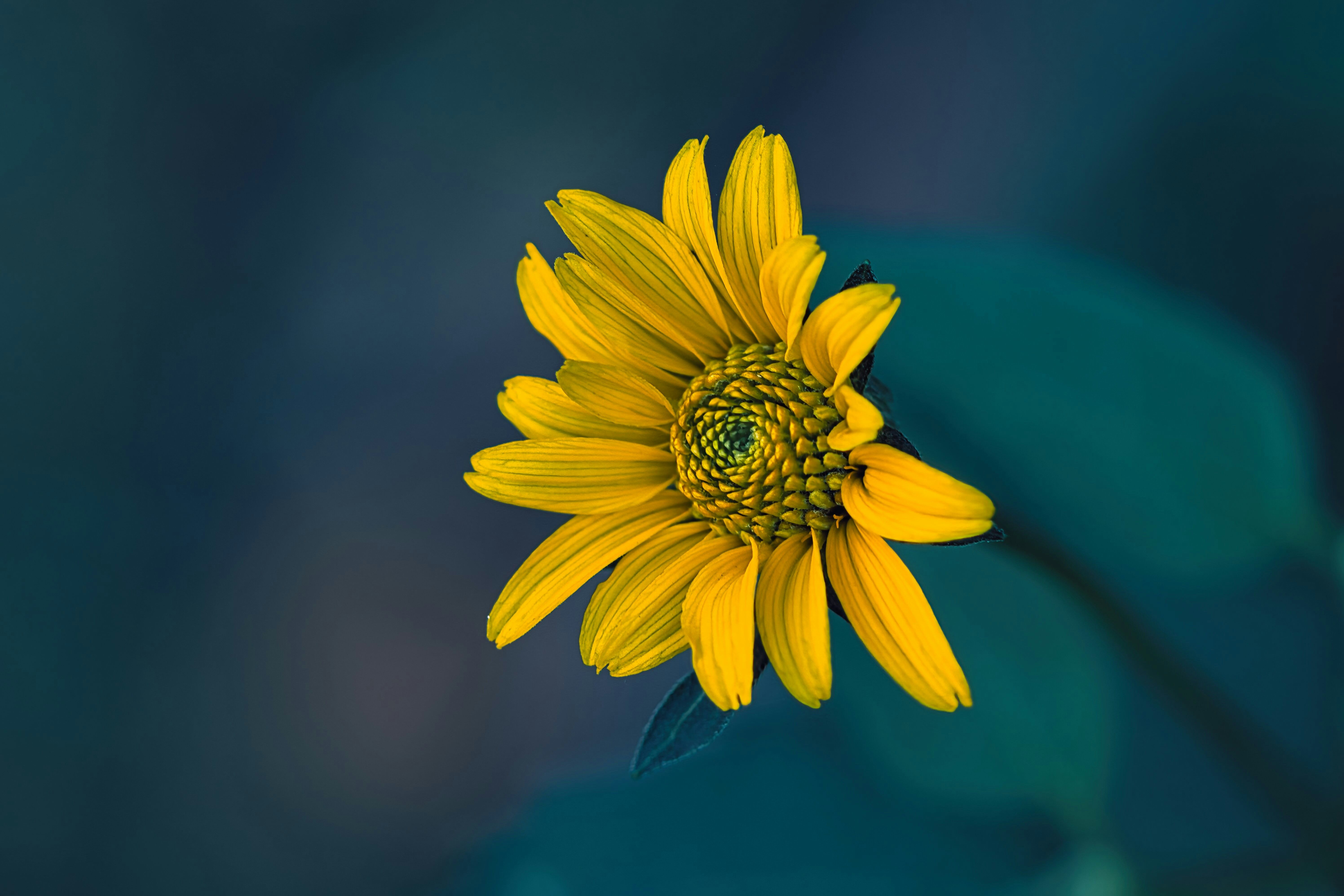 A single yellow flower is shown in this photo · Free Stock Photo