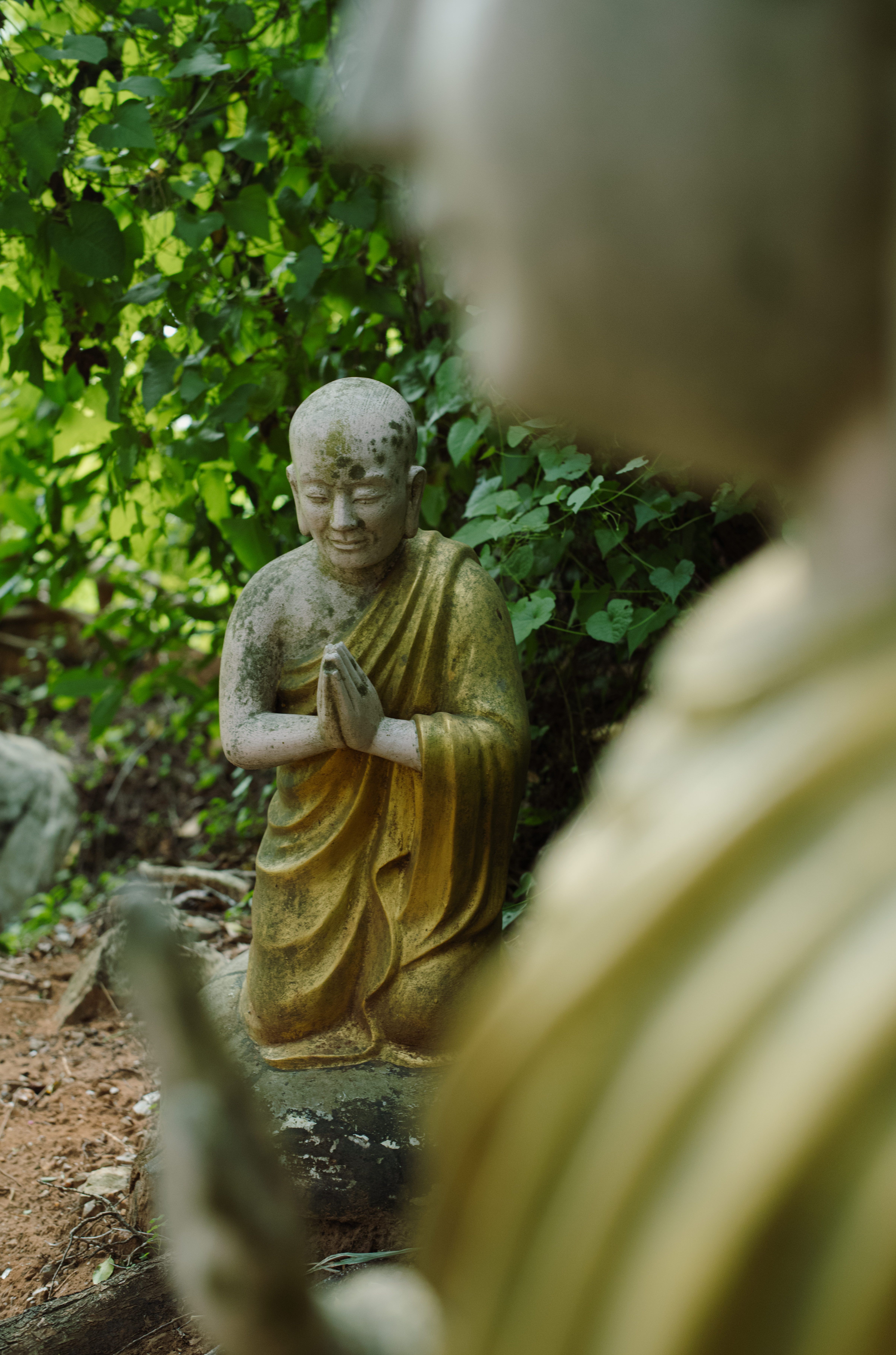 A buddha statue in the woods with a tree · Free Stock Photo