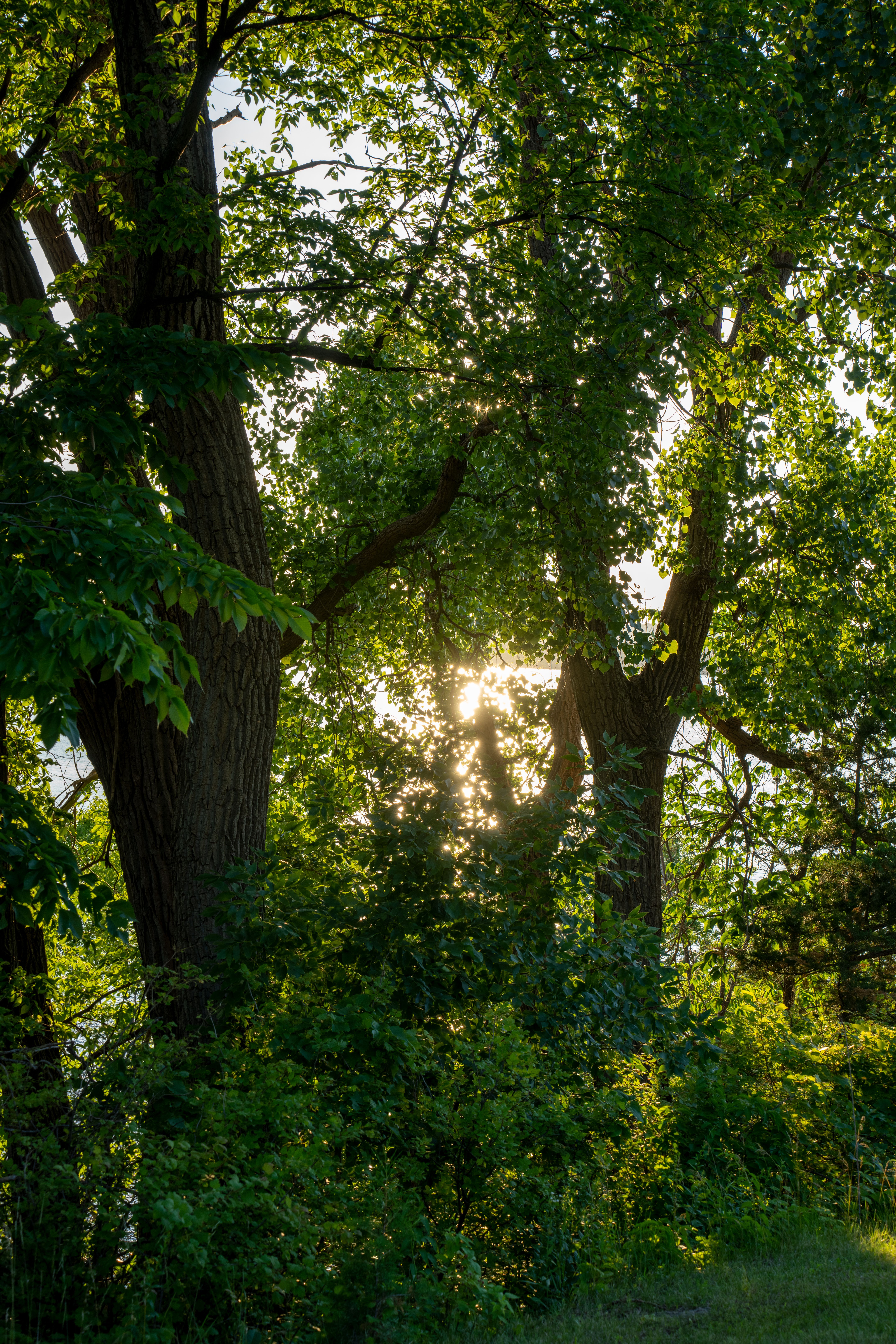 A tree is in the middle of a field with the sun shining through the ...