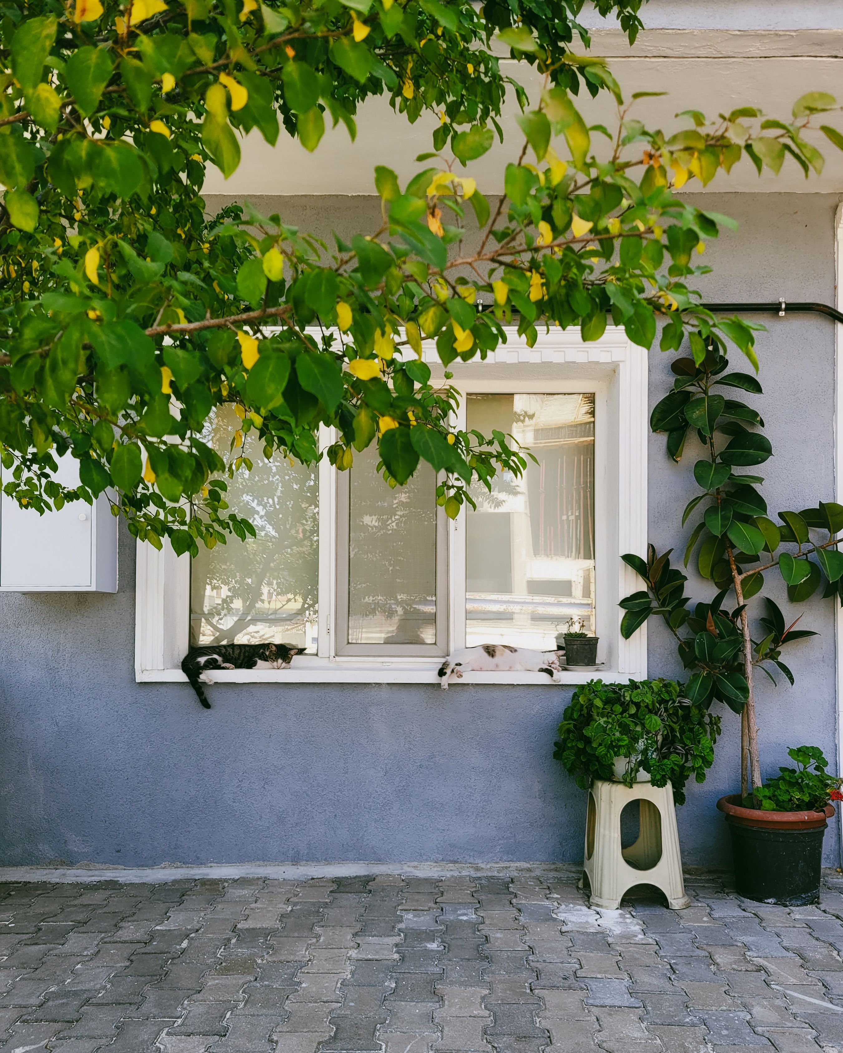 A small courtyard with a tree and potted plants · Free Stock Photo