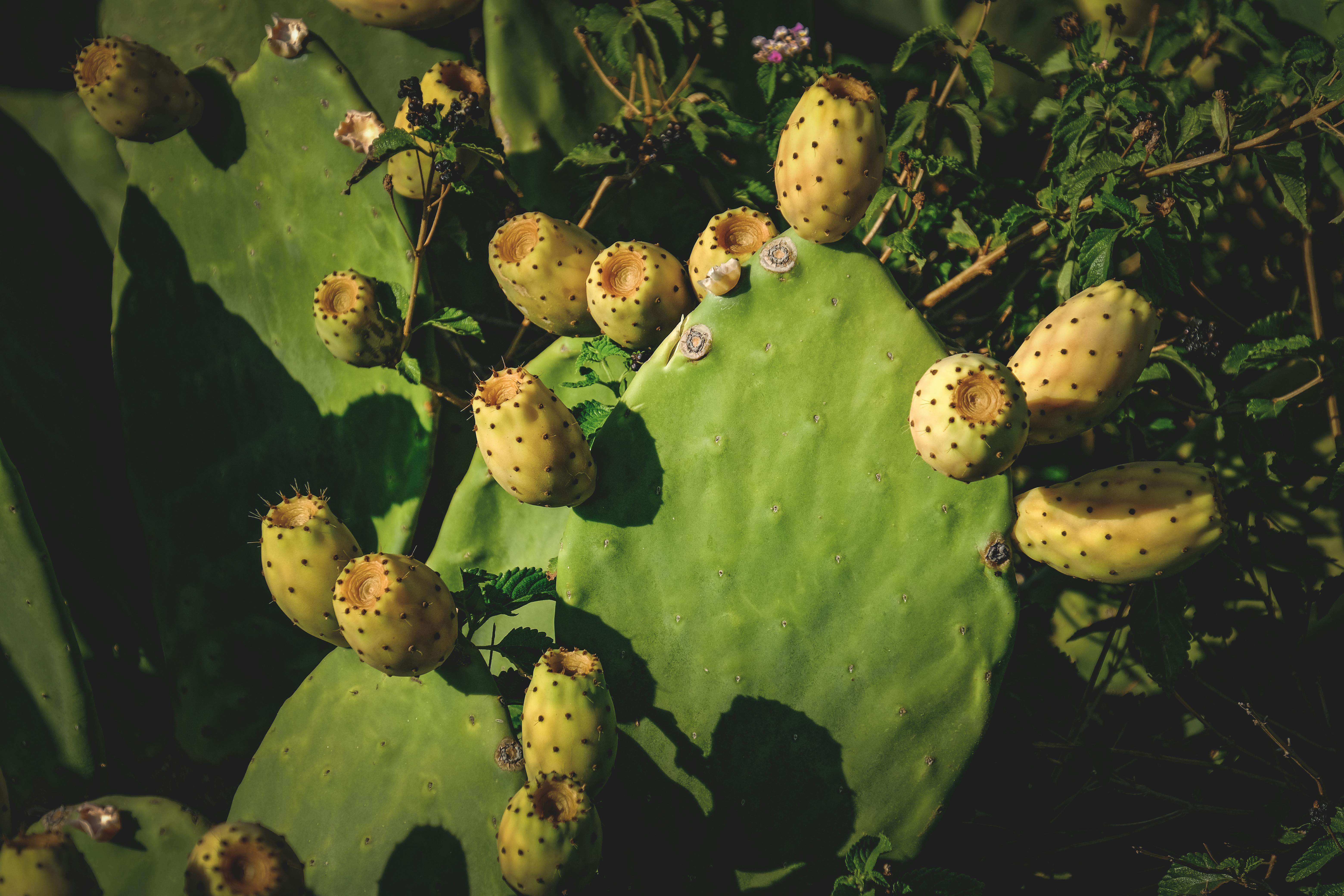 Close-up Photo of Three Green Cactus Plants · Free Stock Photo