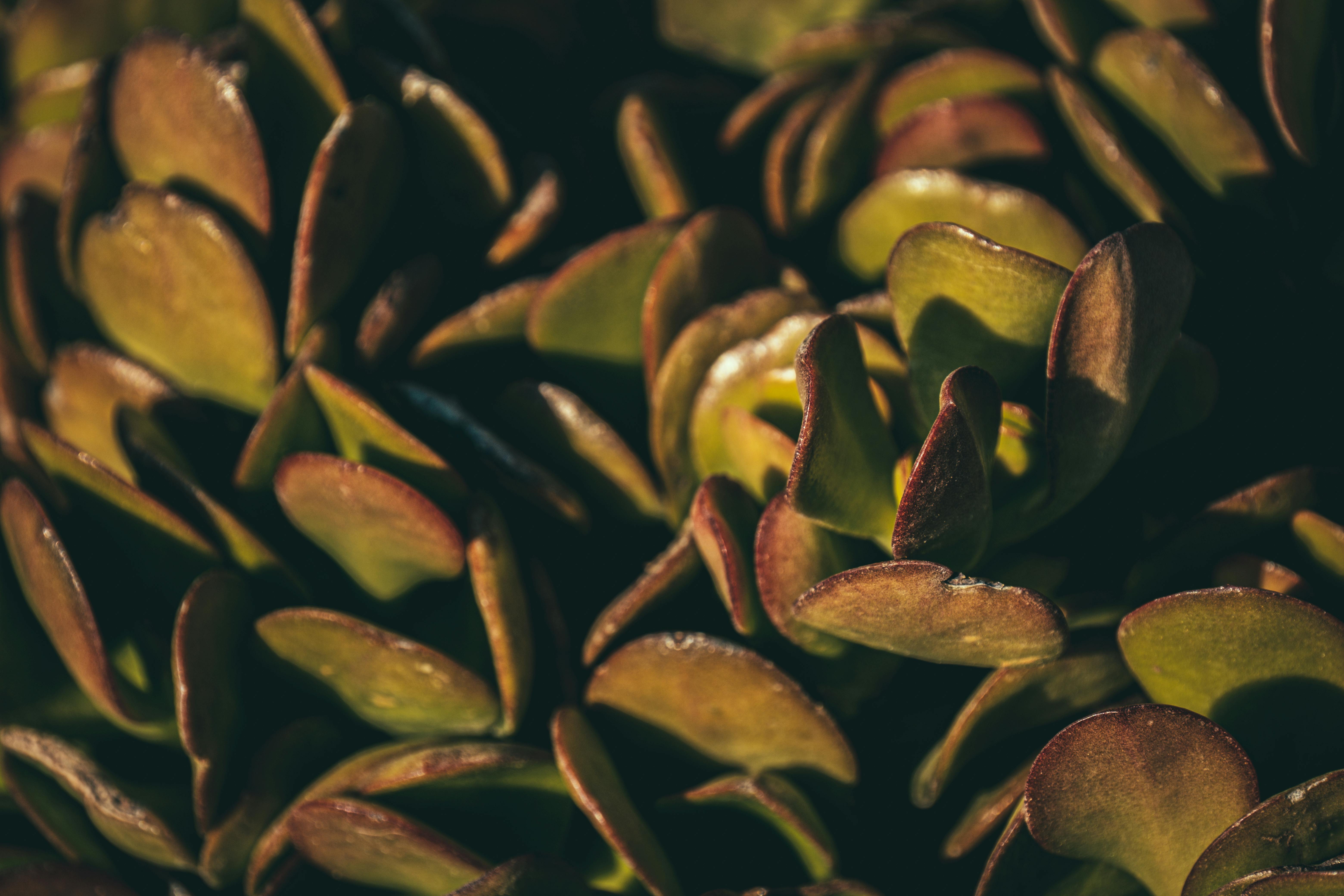 Explore the Jade Plant Meaning and Its Cultural Significance