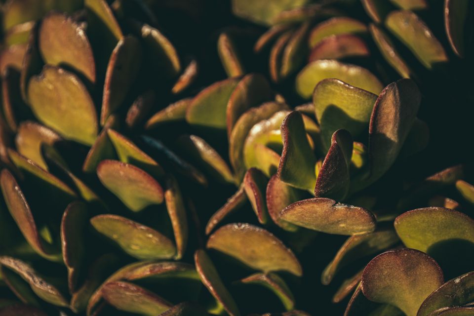 How to Care for Your Dwarf Jade Plant: Simple Growing Tips