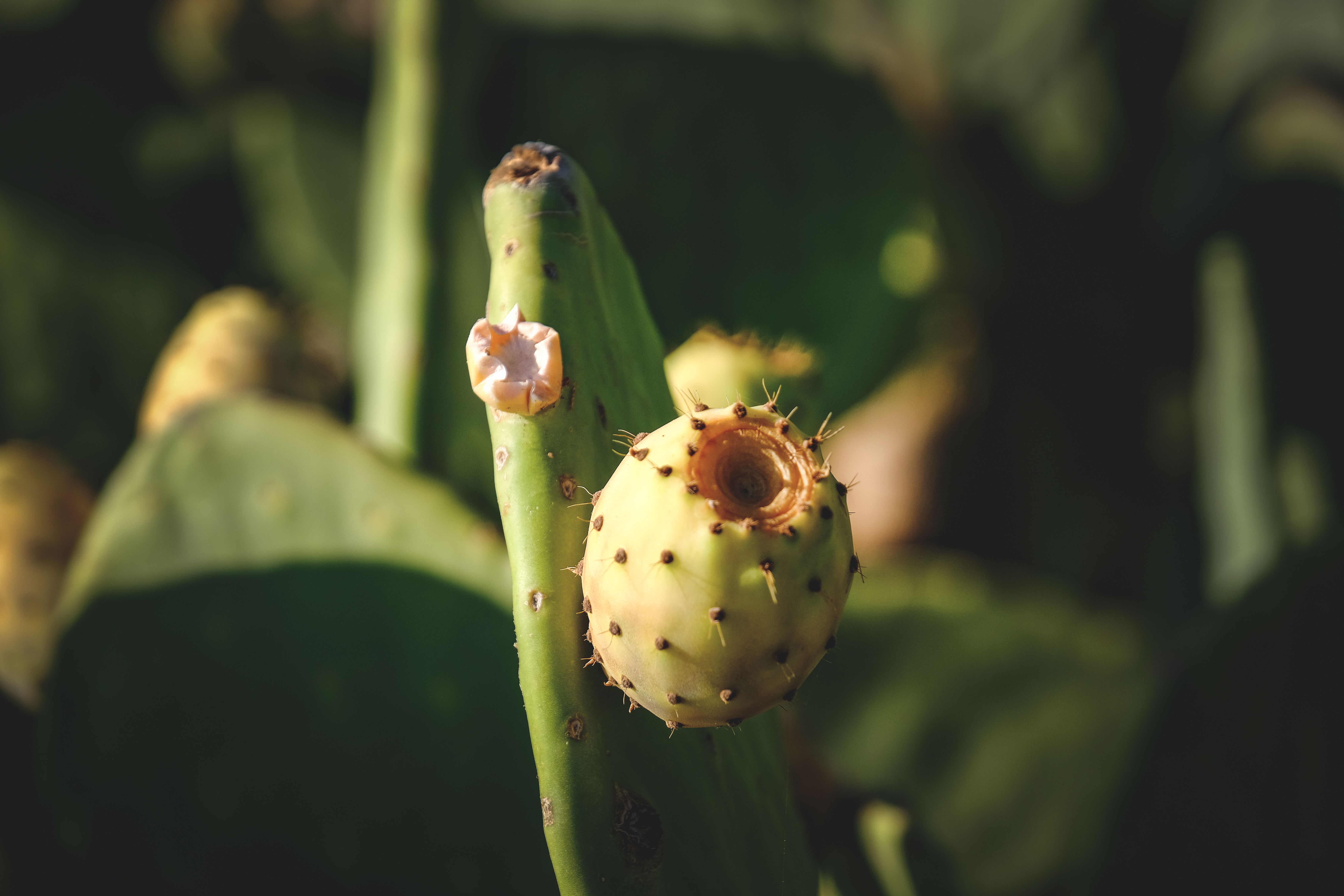 A cactus plant with a small green fruit on it · Free Stock Photo