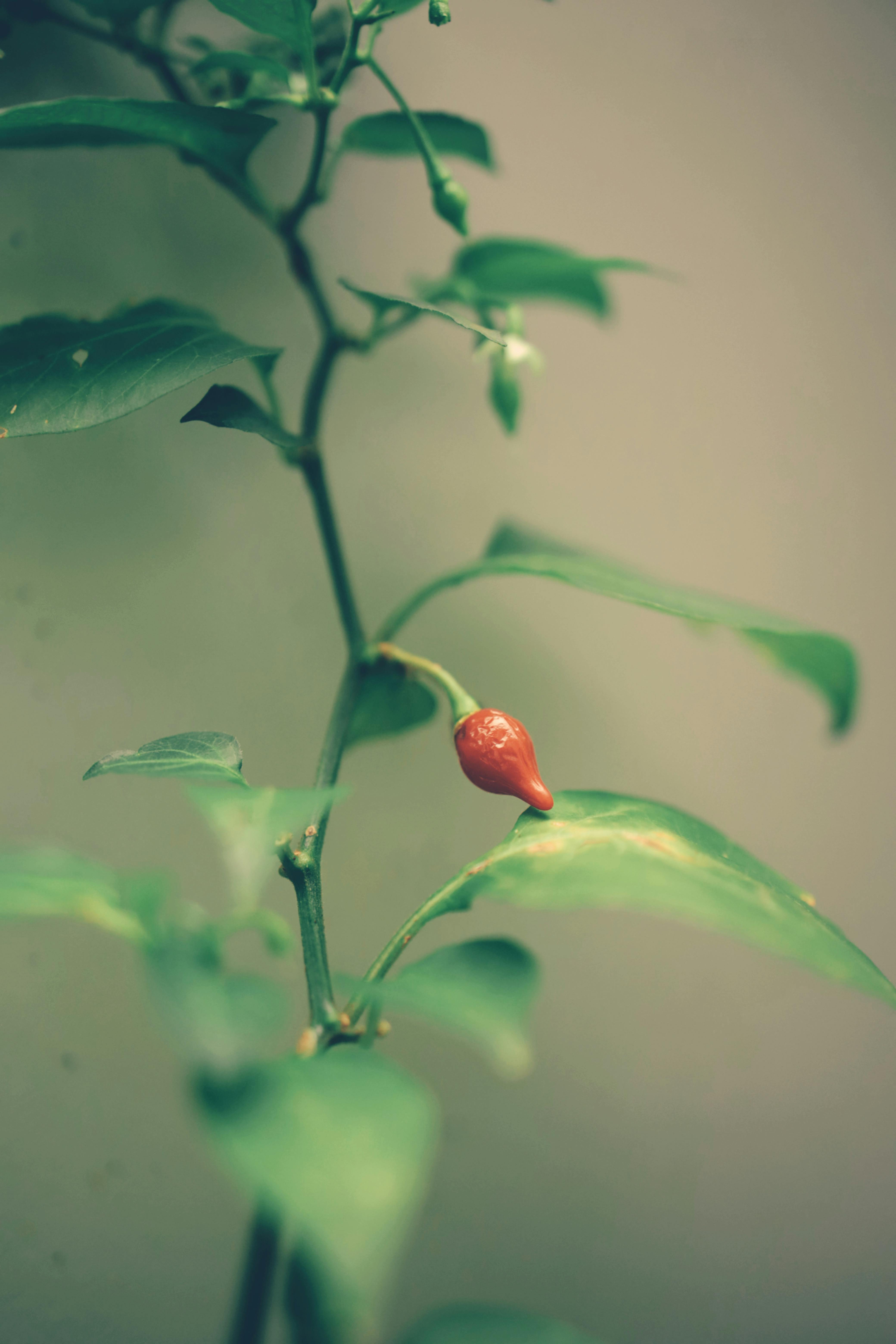 A small red pepper plant with a green leaf · Free Stock Photo