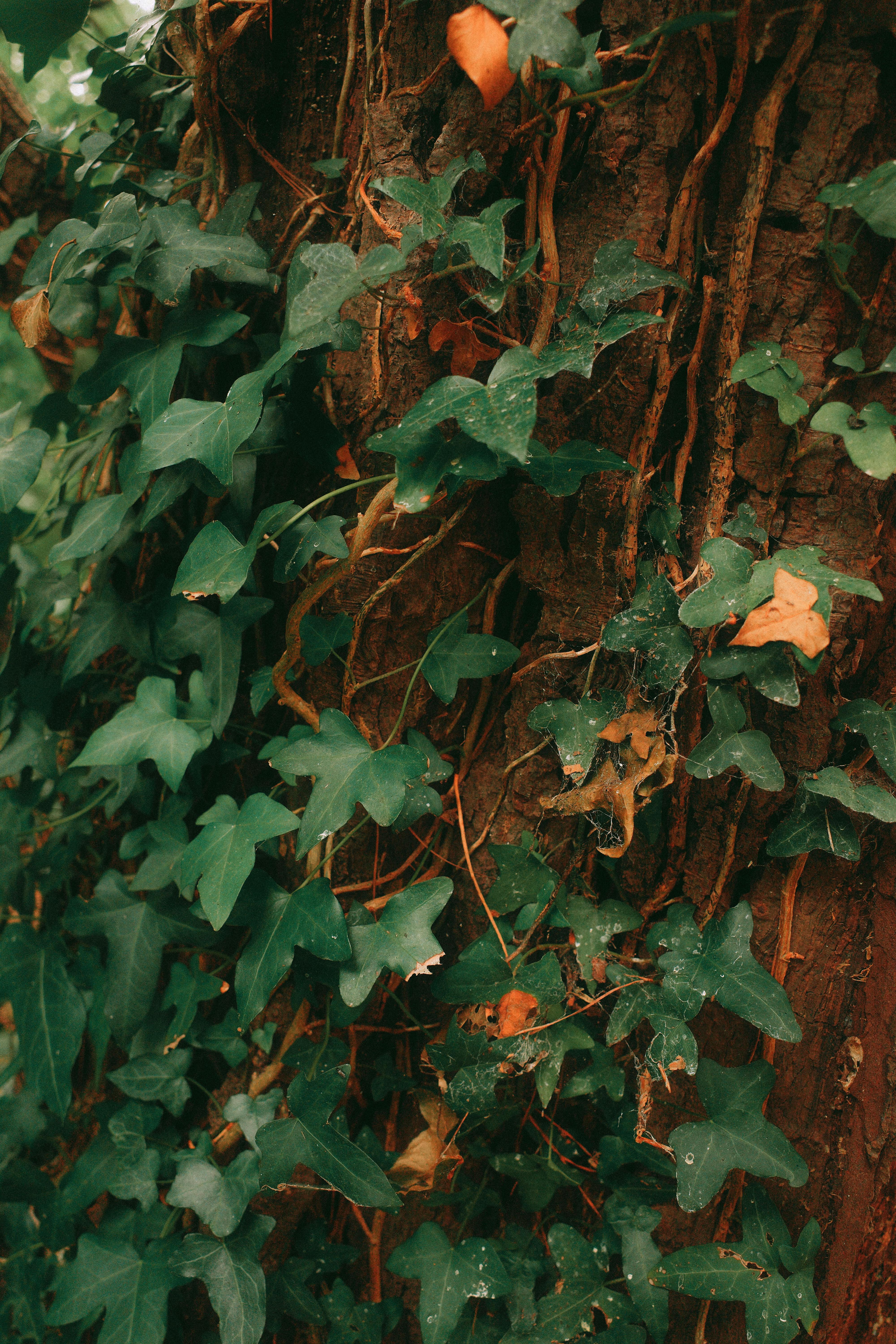 A close up of a tree with ivy growing on it · Free Stock Photo