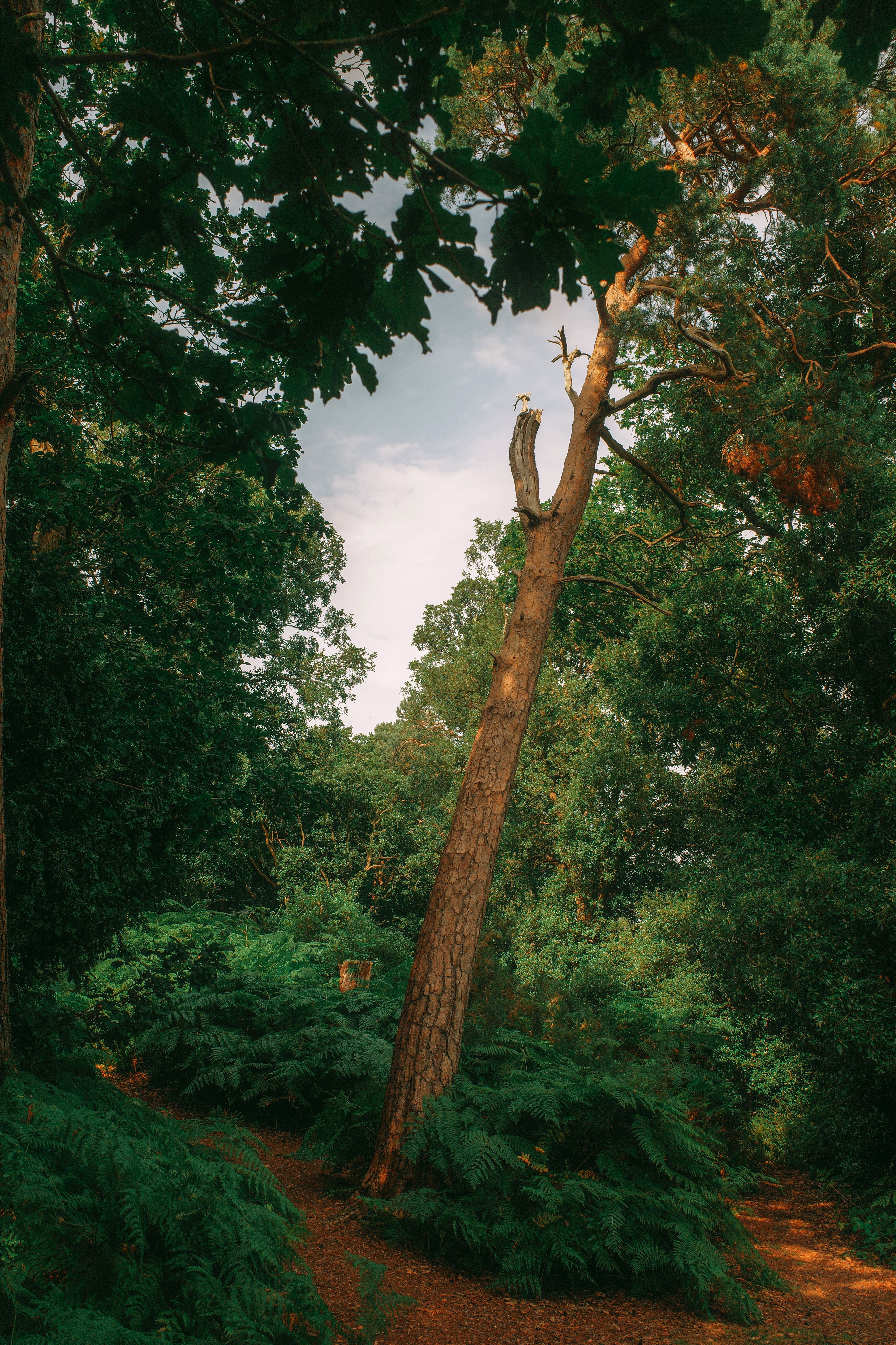 A tree is leaning over a path in the woods · Free Stock Photo
