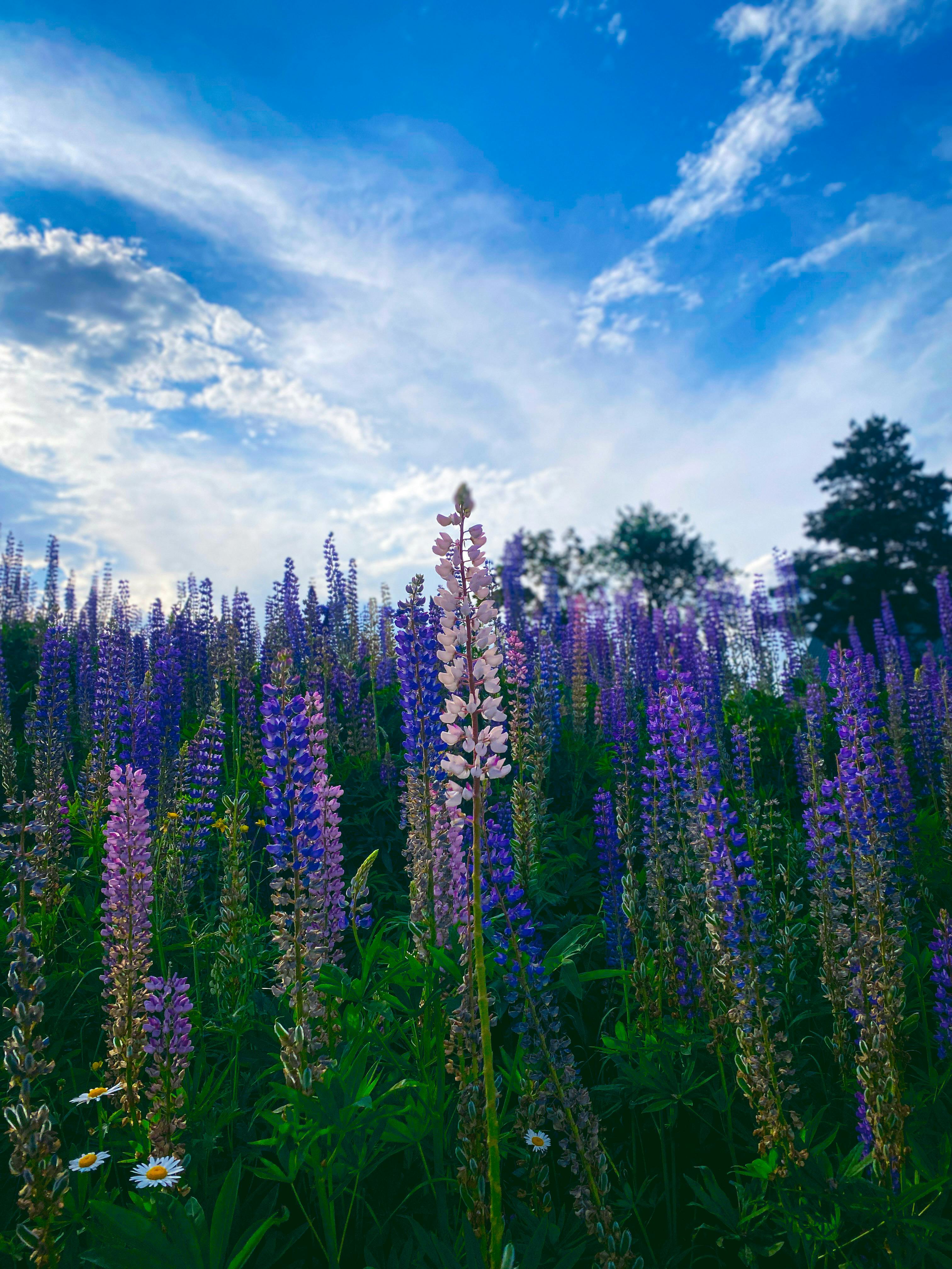 Purple Flower Field at Daytime · Free Stock Photo