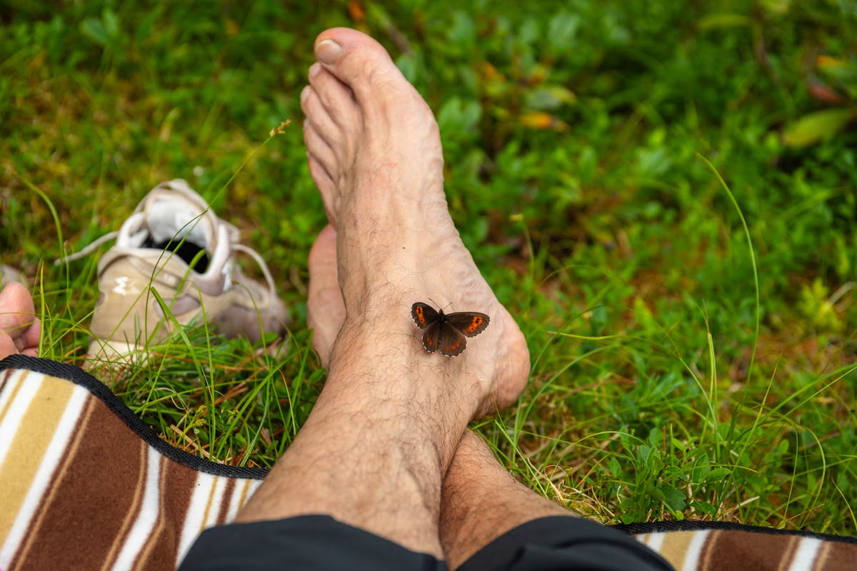 Brown Butterfly Photos, Download The BEST Free Brown Butterfly Stock ...