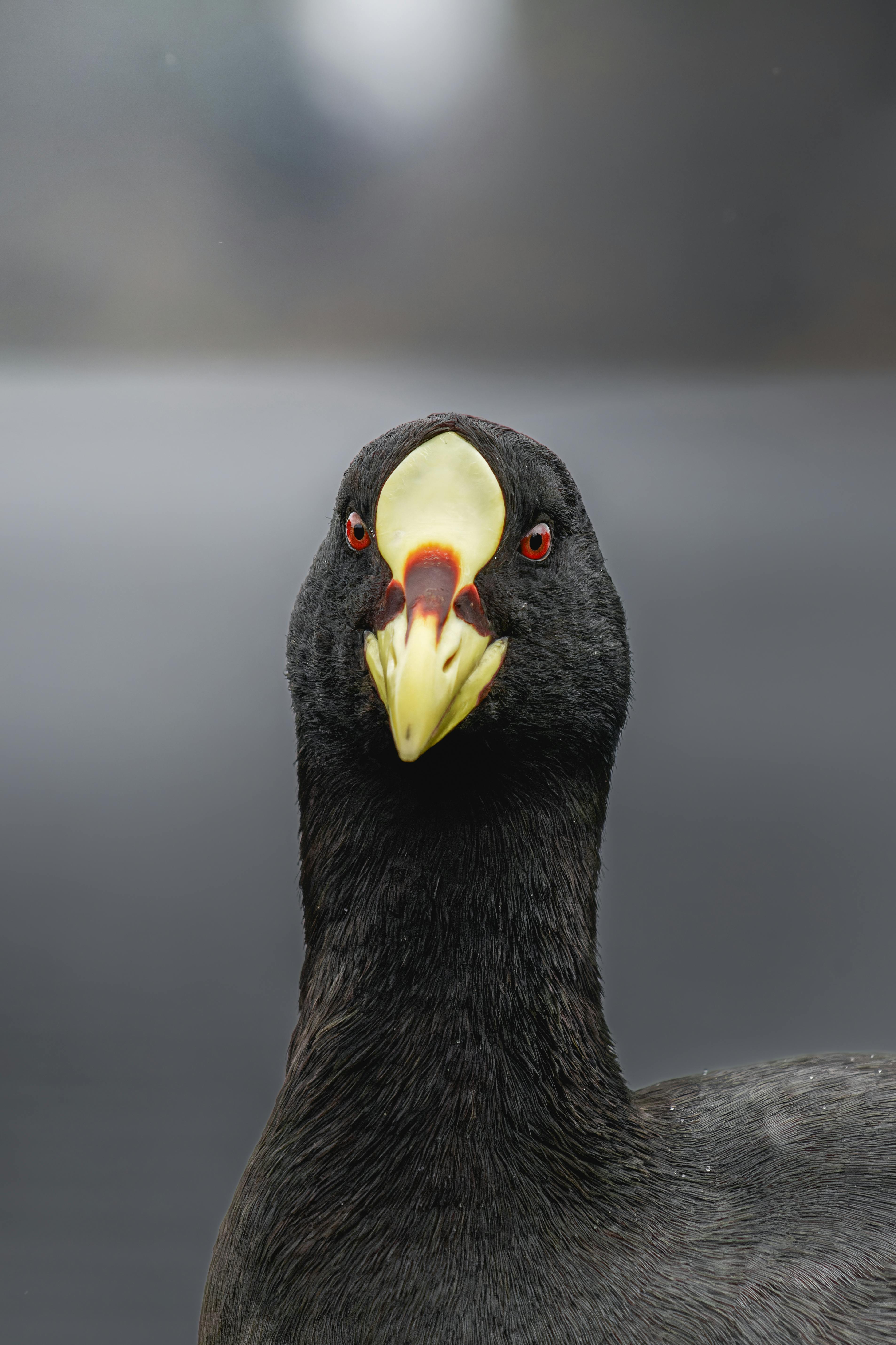 tagua comun · Free Stock Photo