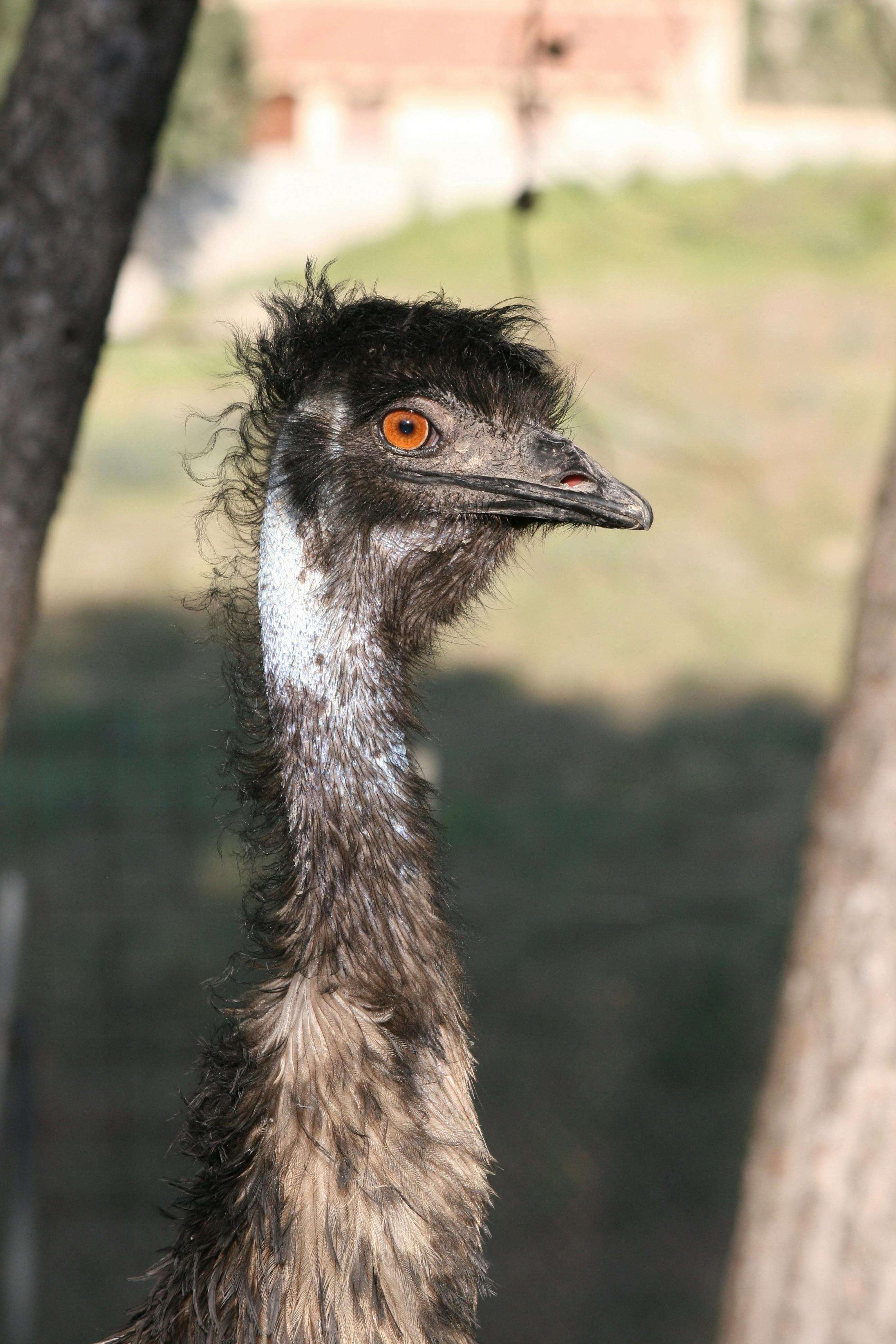 Emu · Free Stock Photo