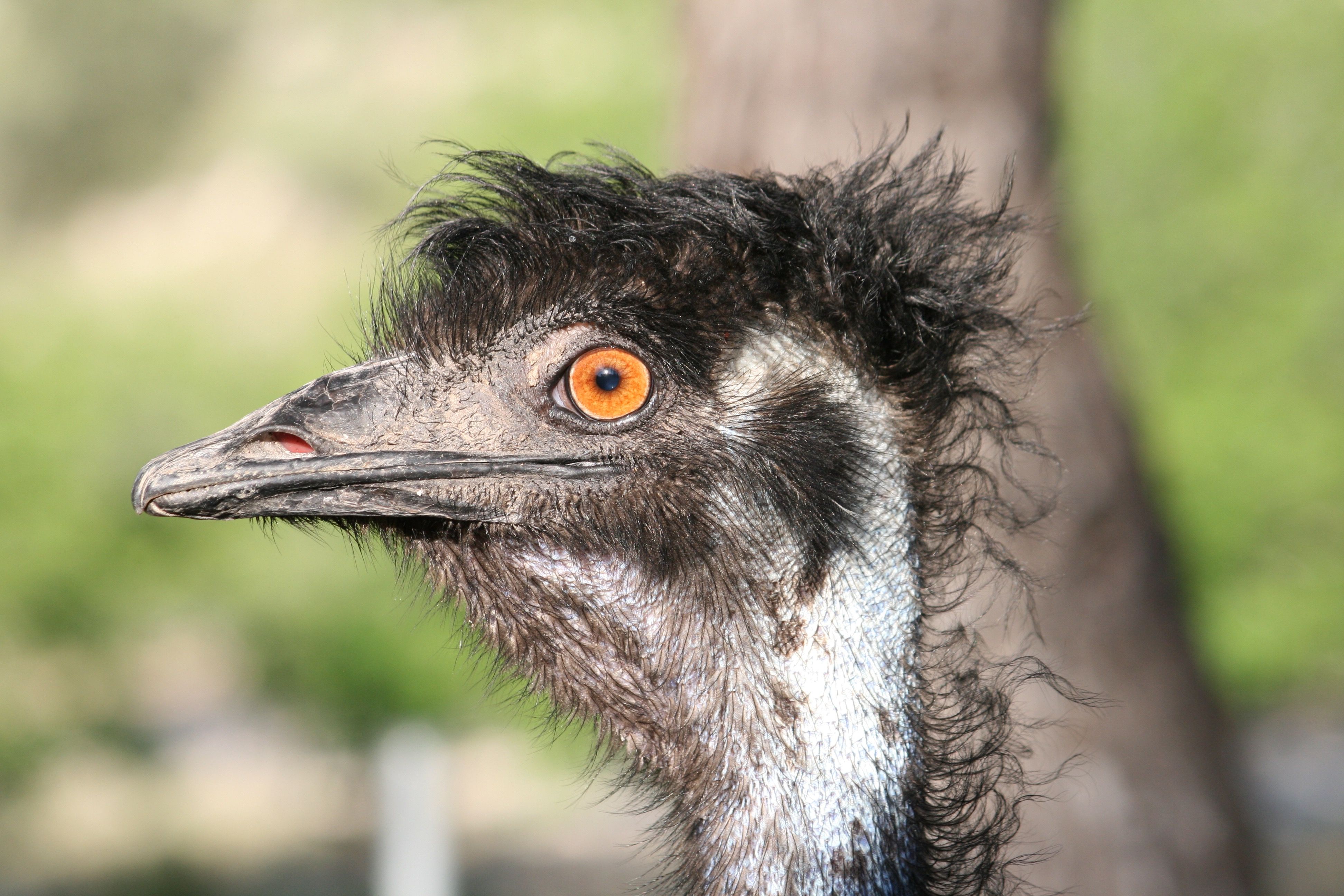 Emu · Free Stock Photo