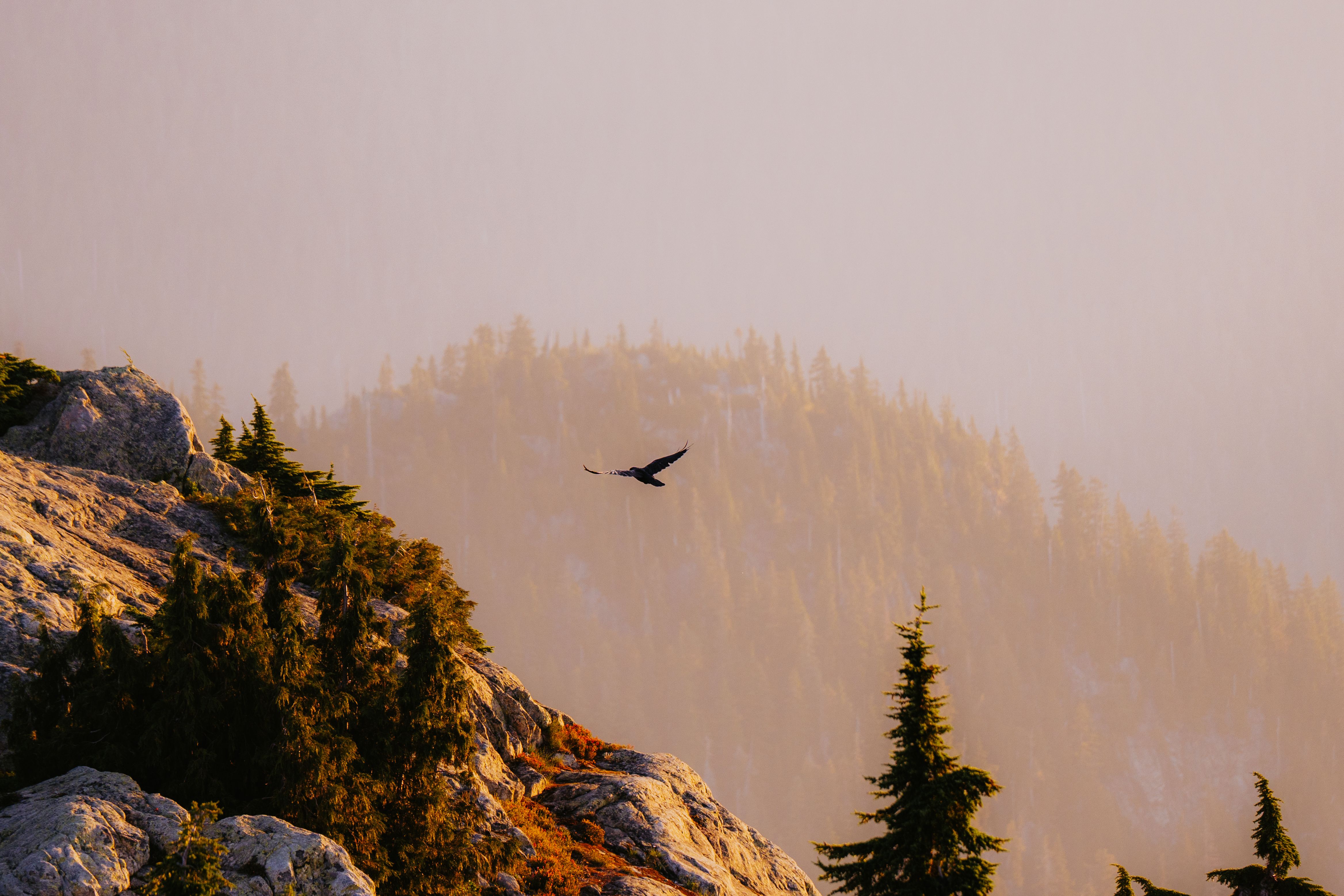 Eagle Flying Over Mountains