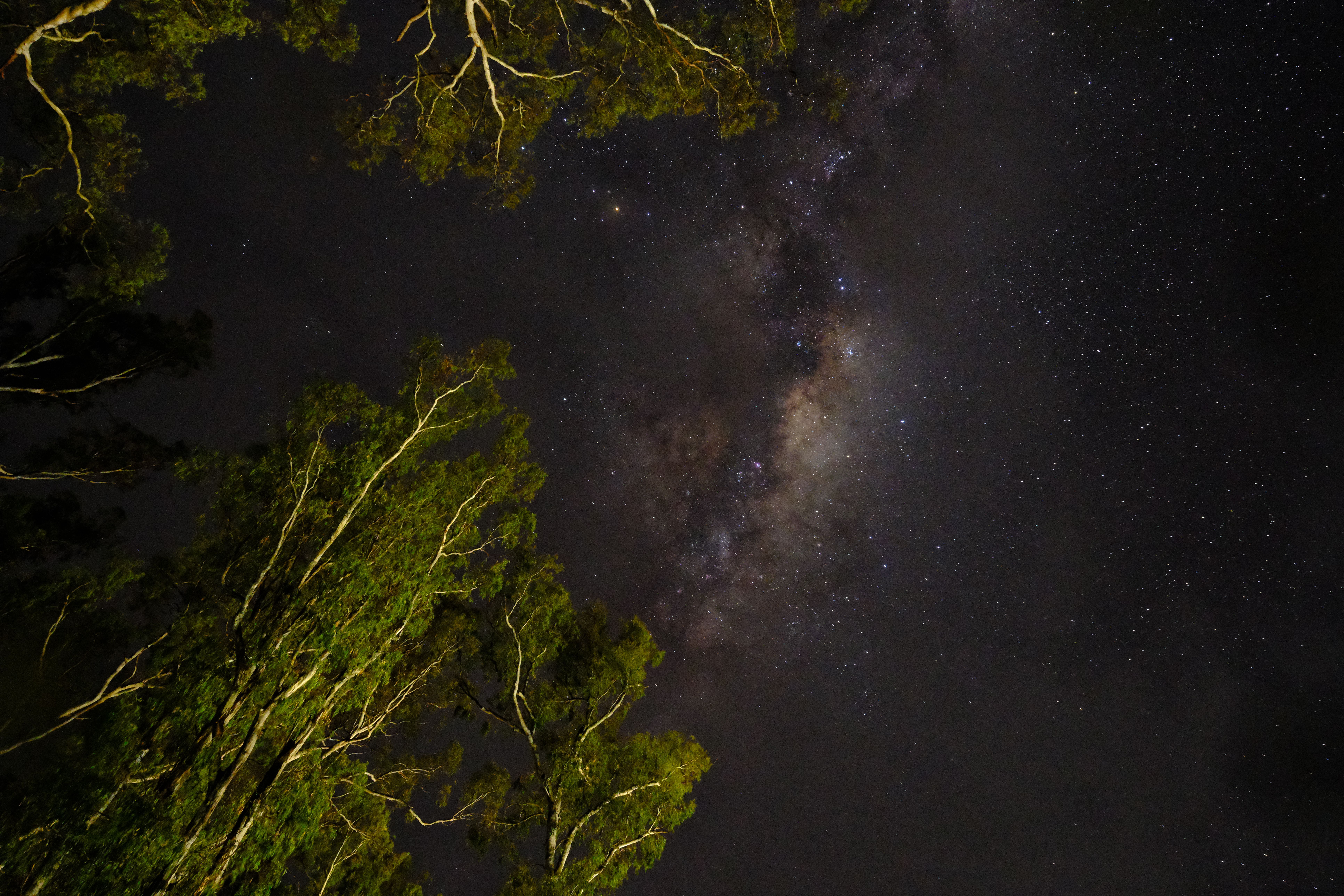 The milky way over the trees in the night sky · Free Stock Photo