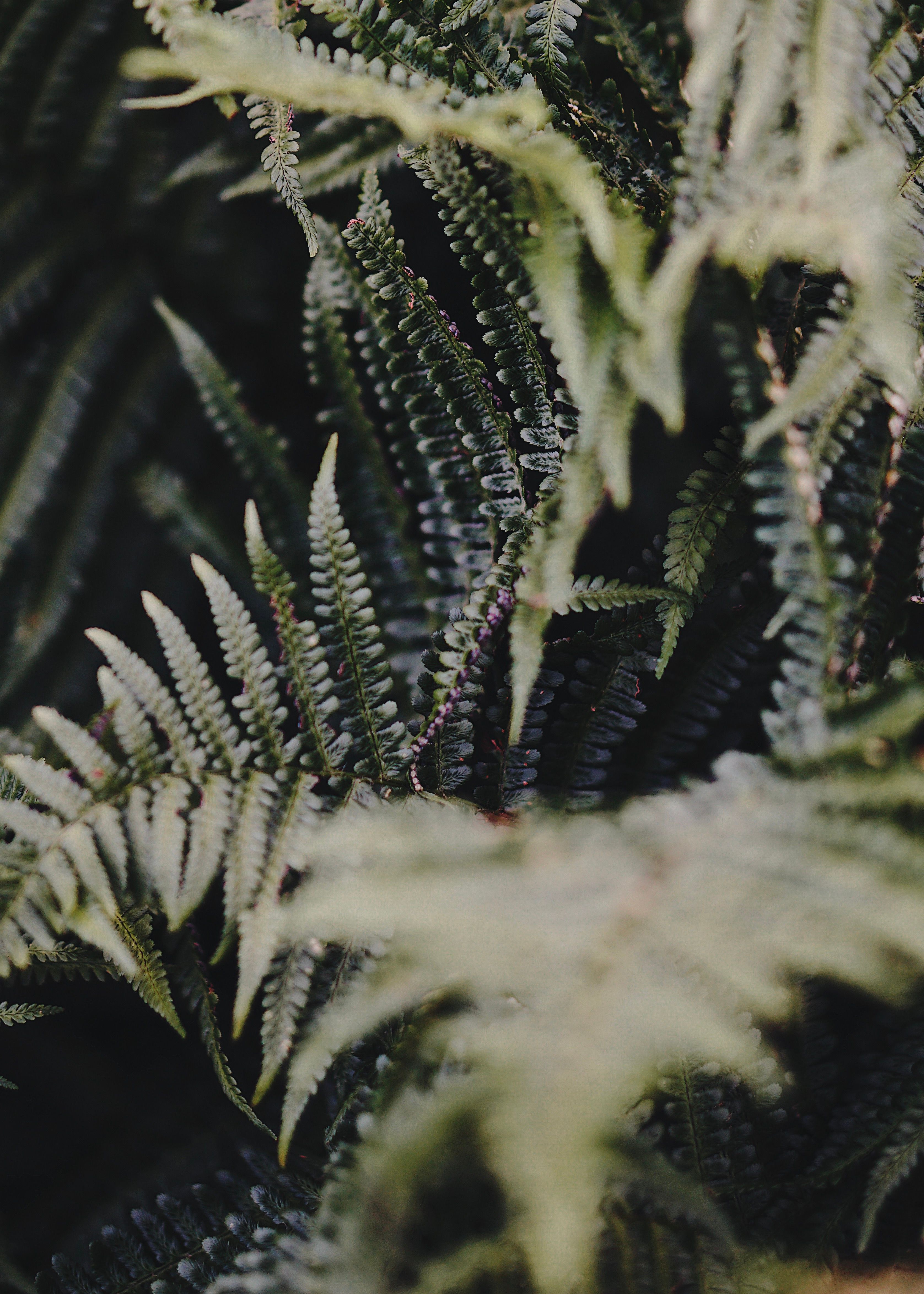 Foto d'estoc gratuïta de falguera, fulles, planta