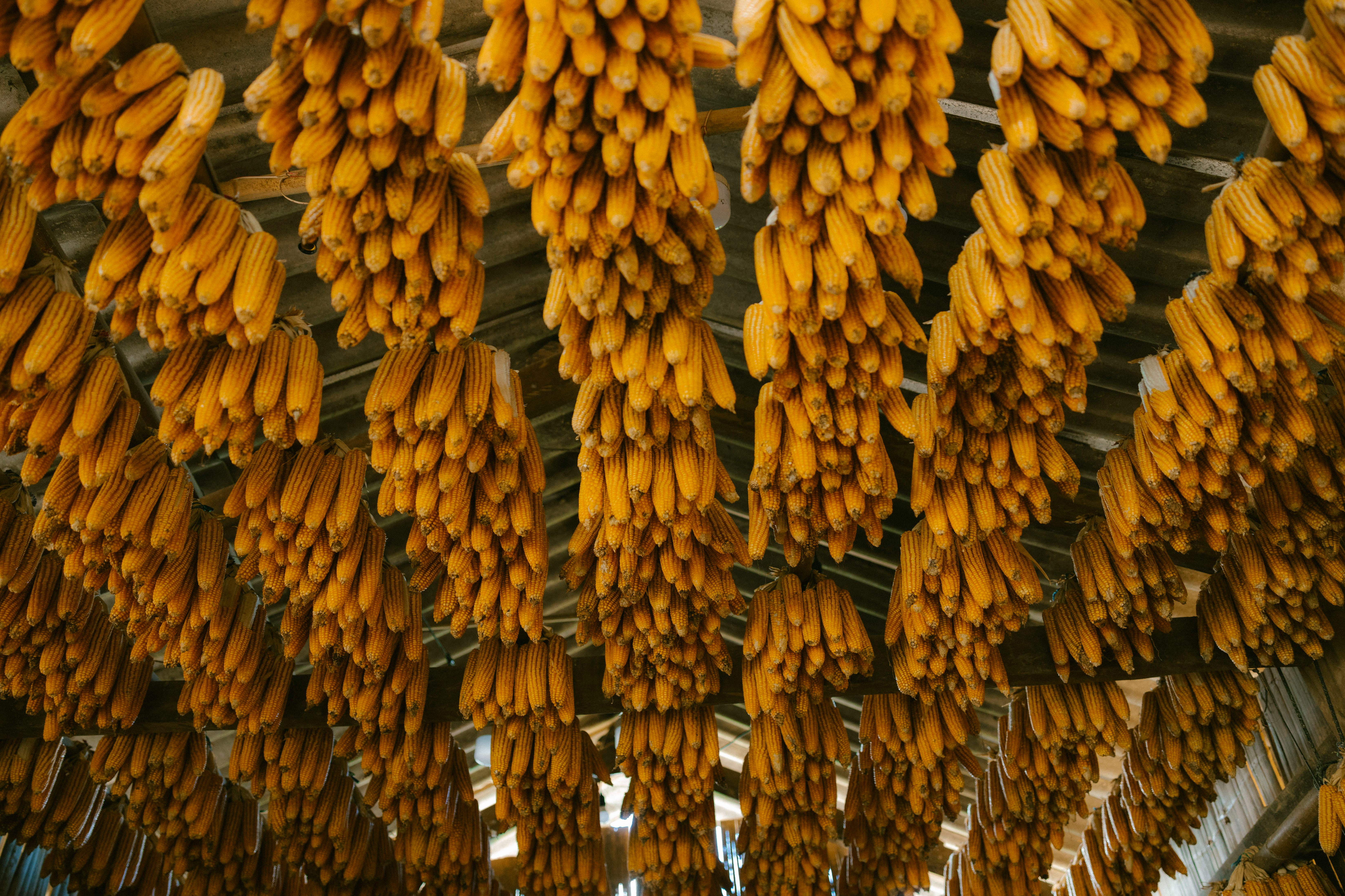 Photo of Corn Field · Free Stock Photo