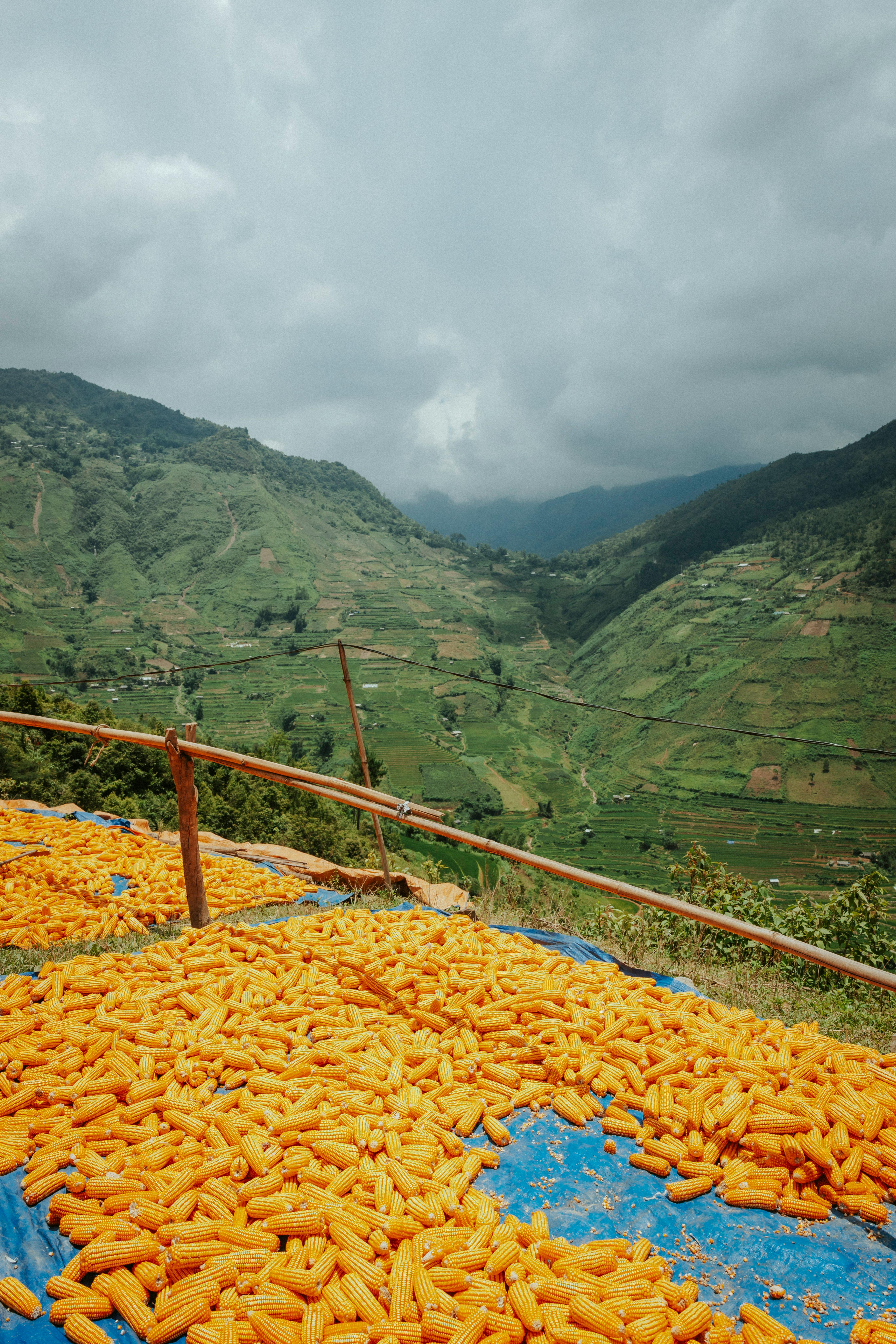 A field of corn on a hillside · Free Stock Photo