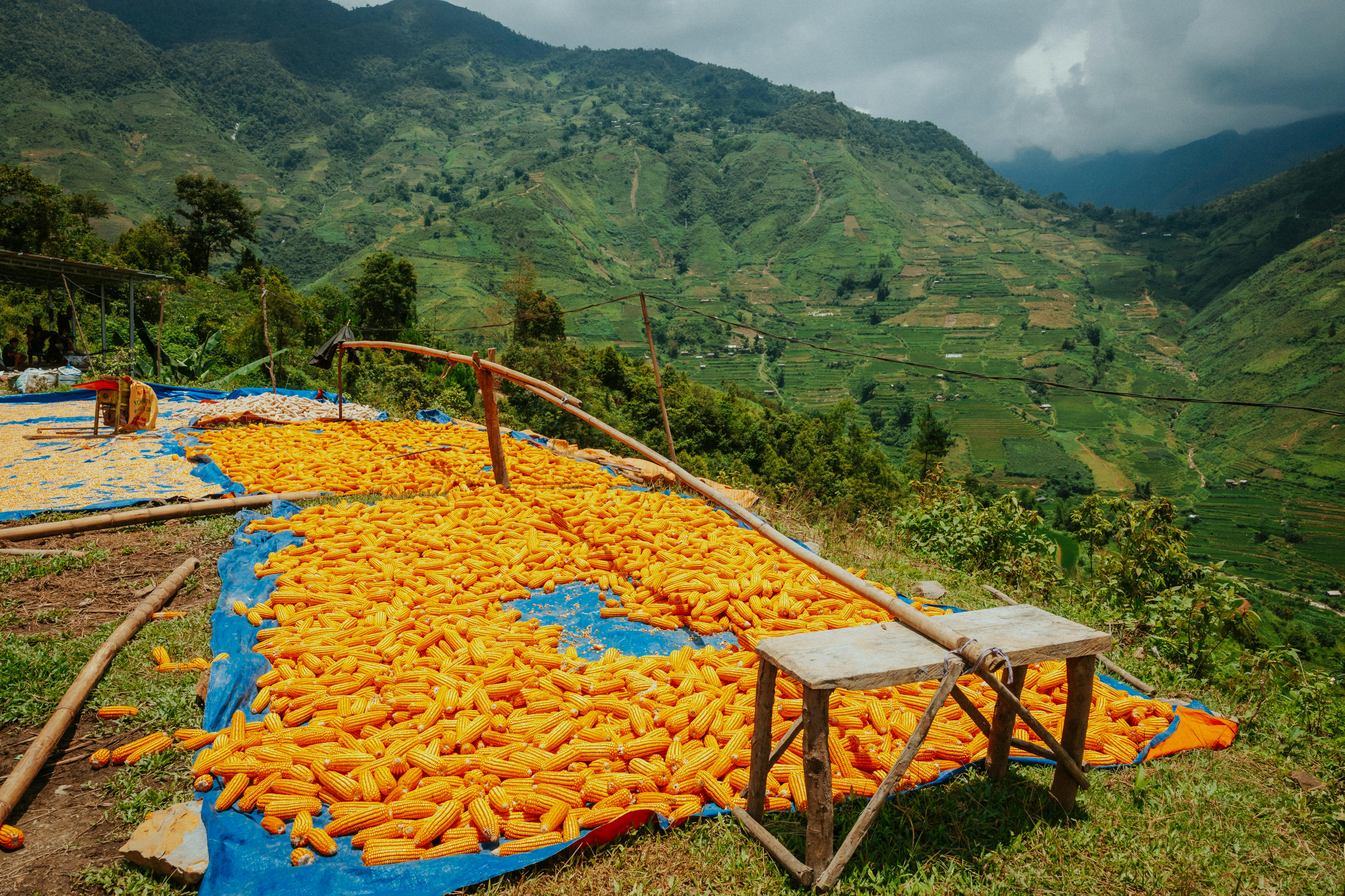 A field of corn on a hillside with a mountain in the background · Free ...