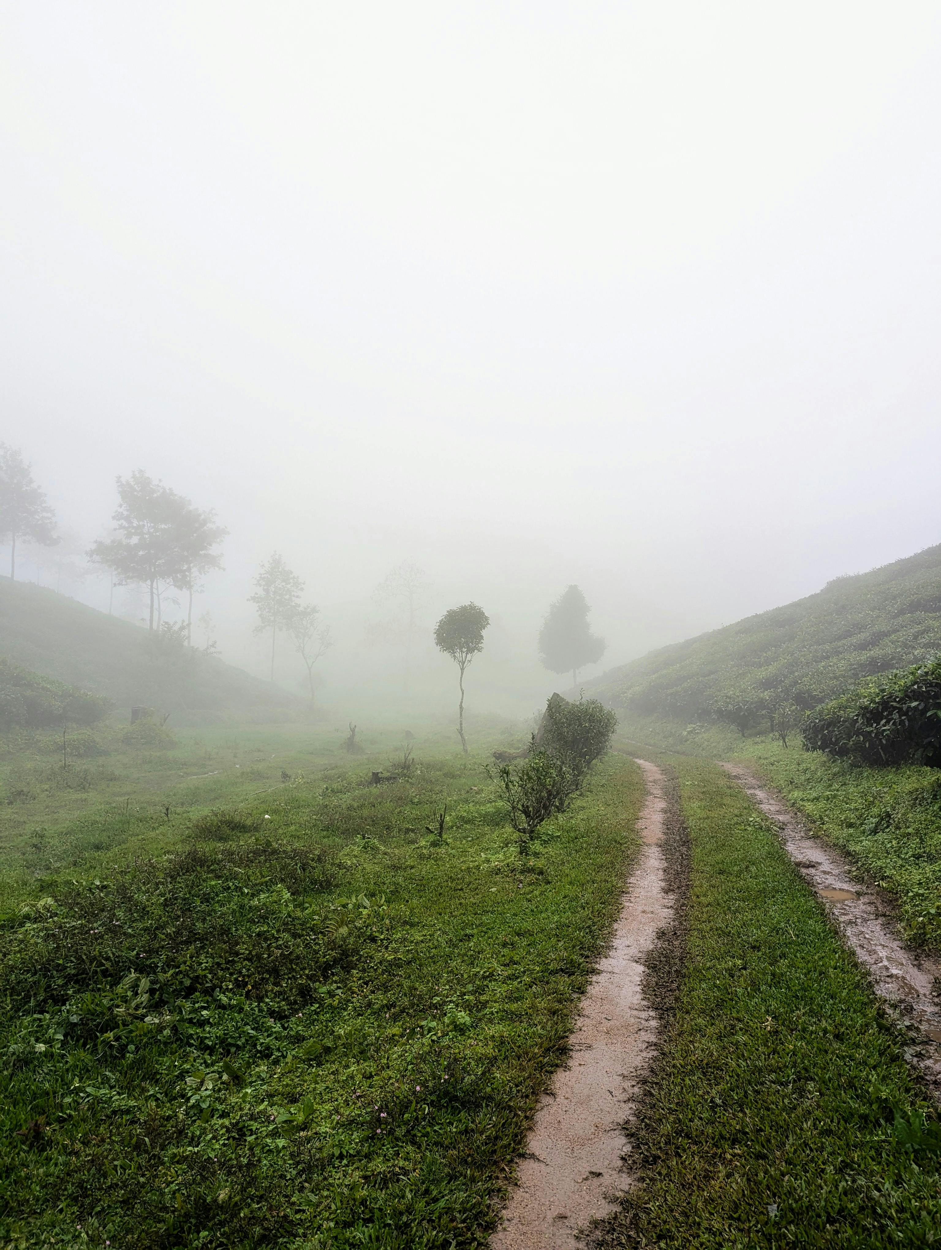 Foto profissional gratuita de ao ar livre, árvore, calma, calmo ...