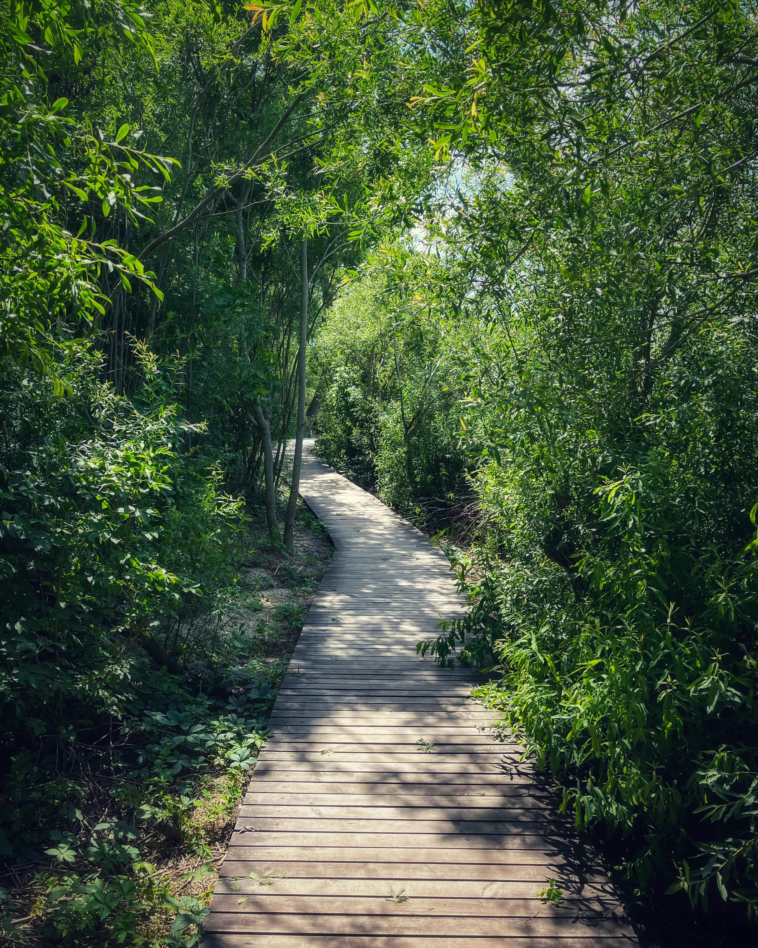 Grass Pathway in the Middle of Trees · Free Stock Photo