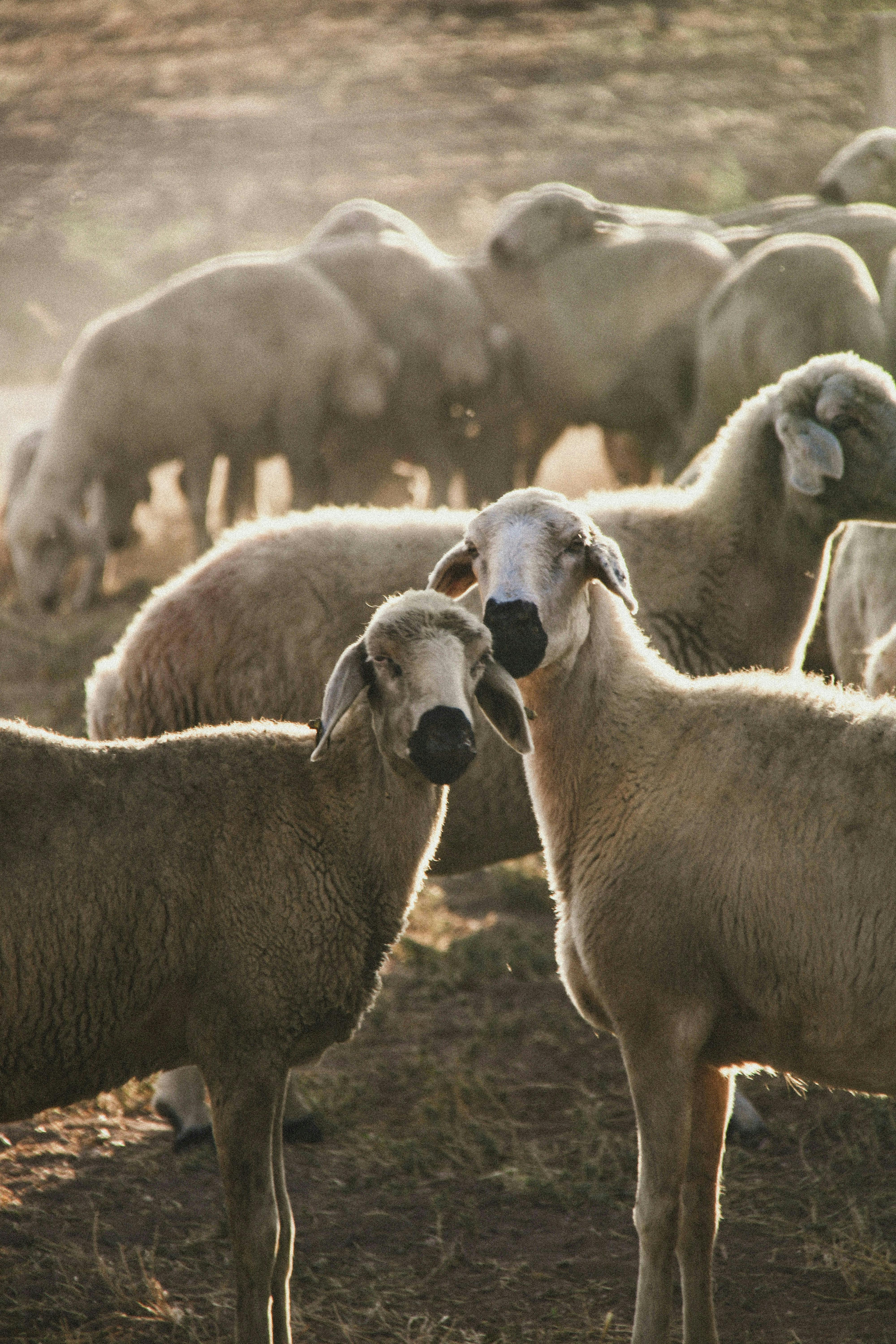 Chios Sheep Photos, Download The BEST Free Chios Sheep Stock Photos ...