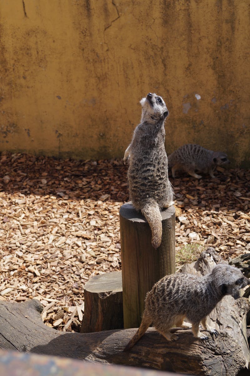 Amime Photos, Download The BEST Free Amime Stock Photos & HD Images