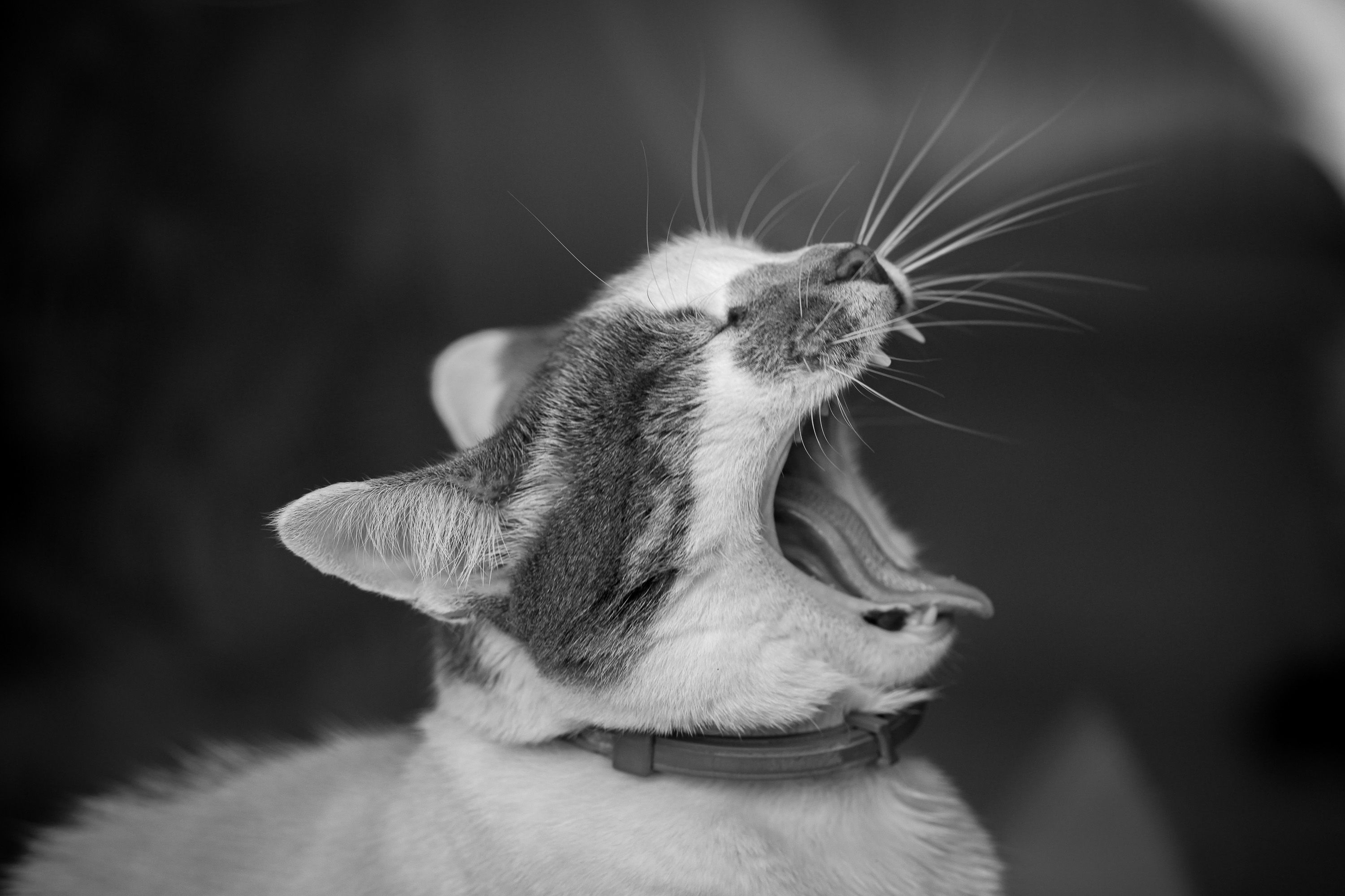 chat · Free Stock Photo